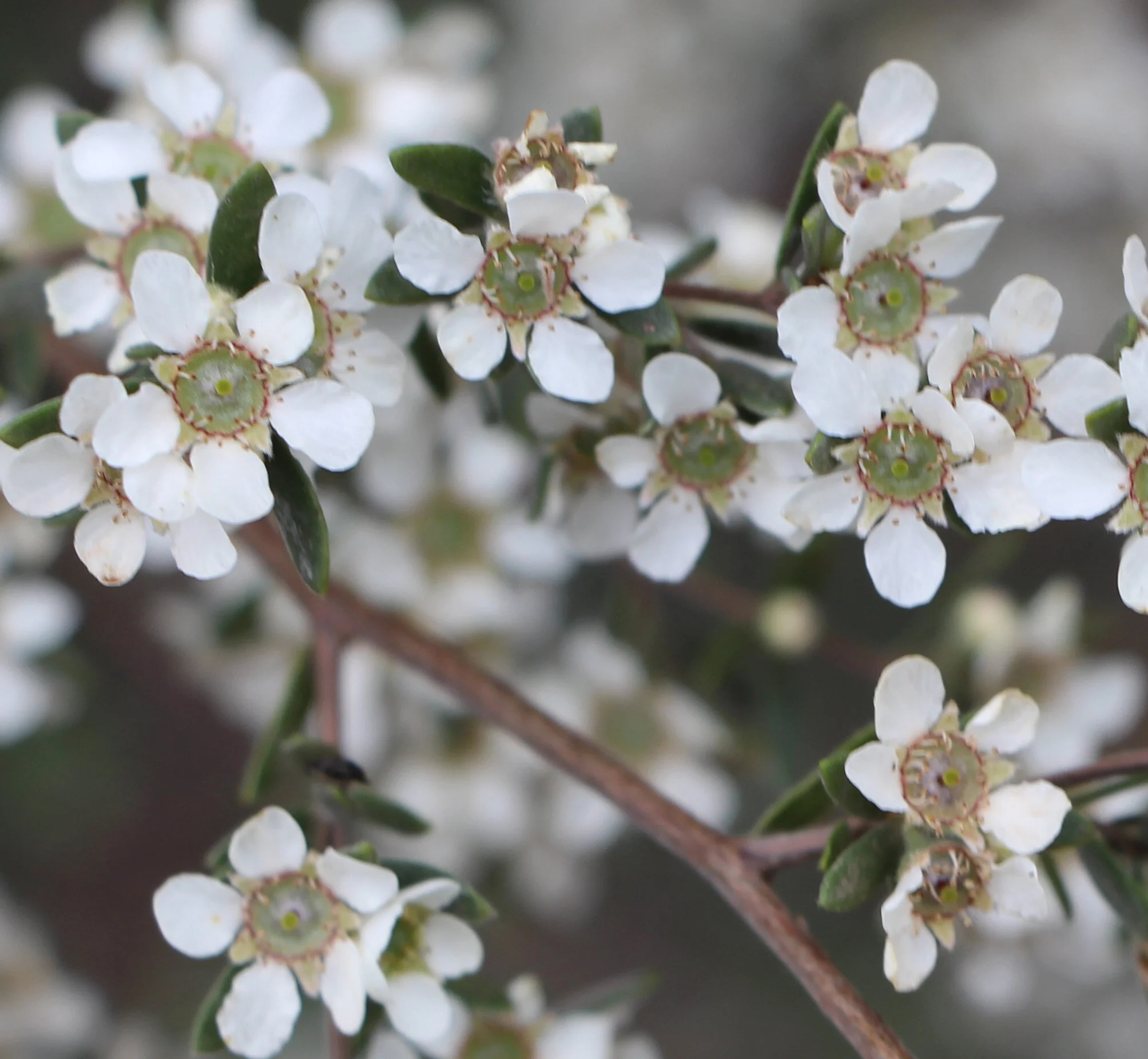 Leptospermums — Walcott Garden