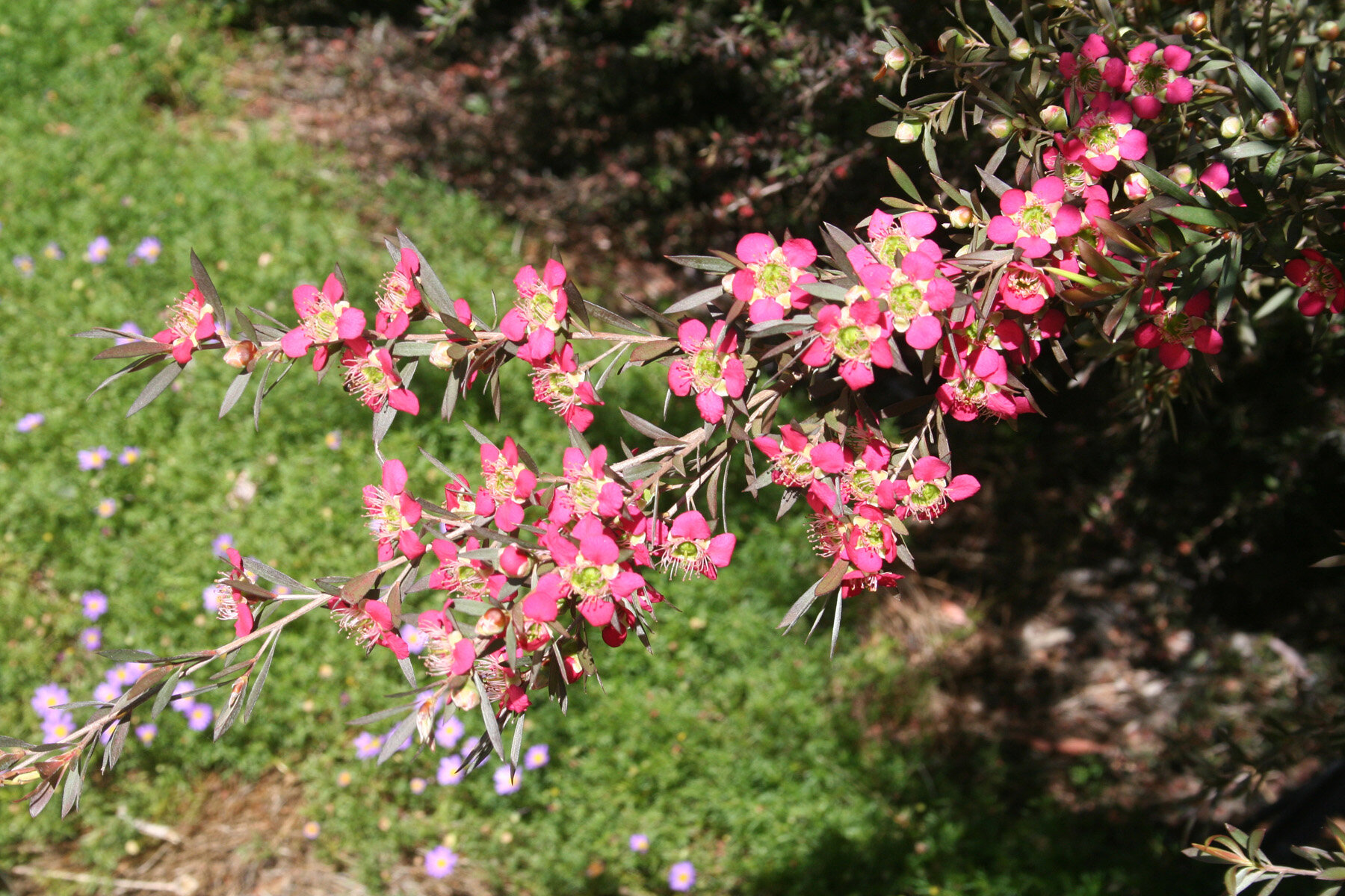 Leptospermums — Walcott Garden