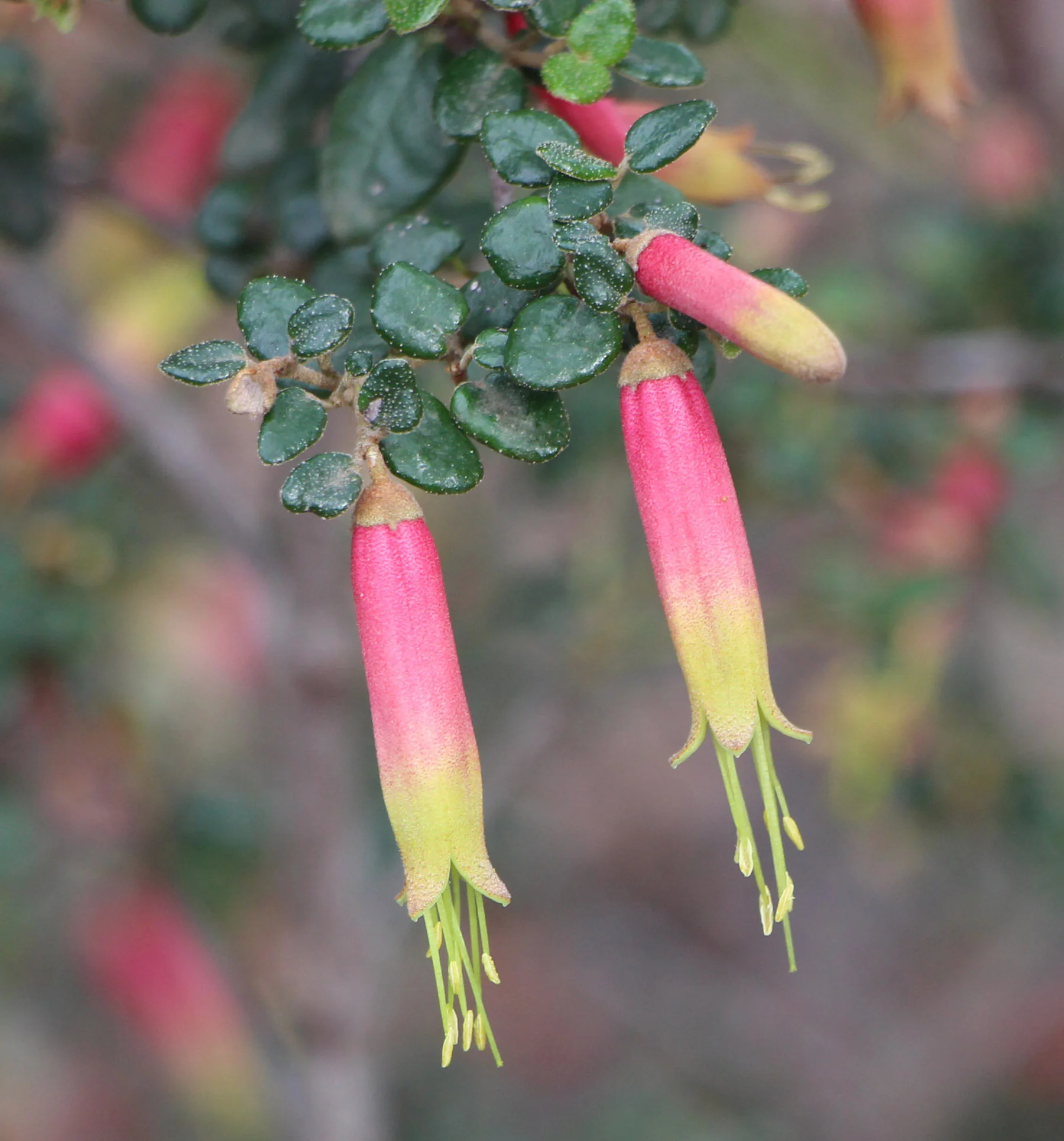 Correas — Walcott Garden