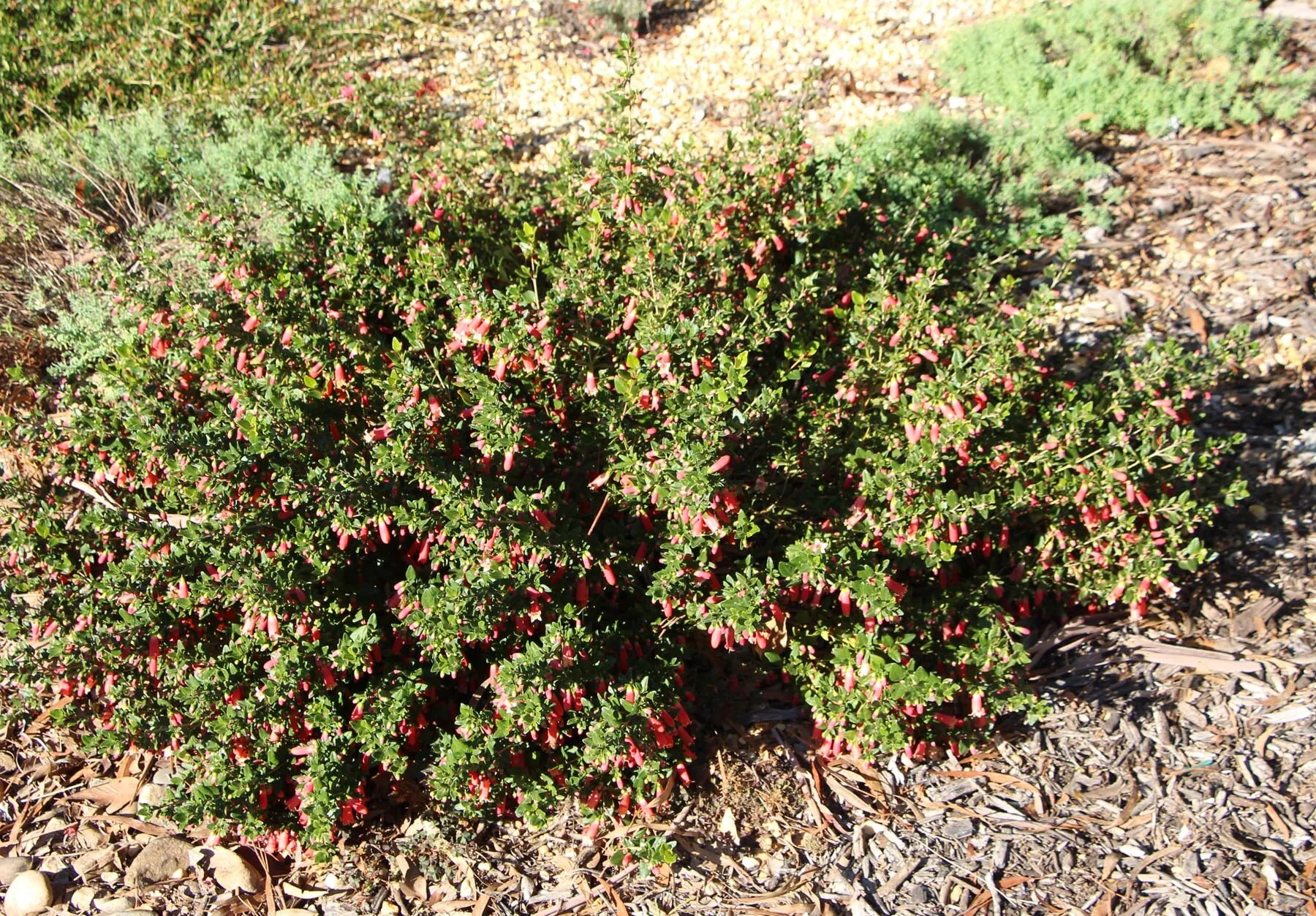 Correas — Walcott Garden