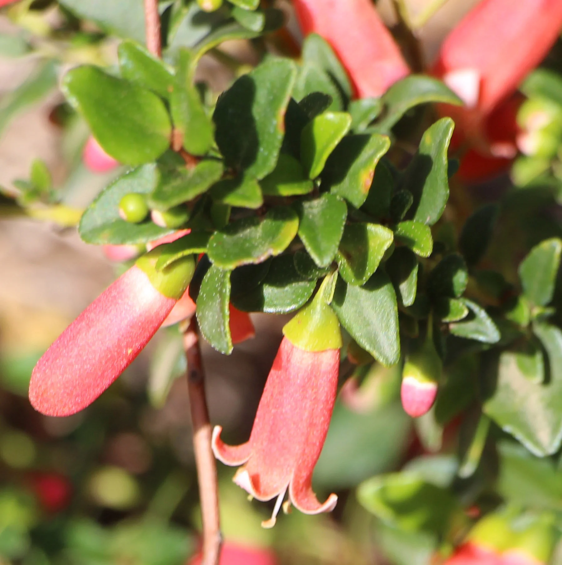 Correas — Walcott Garden