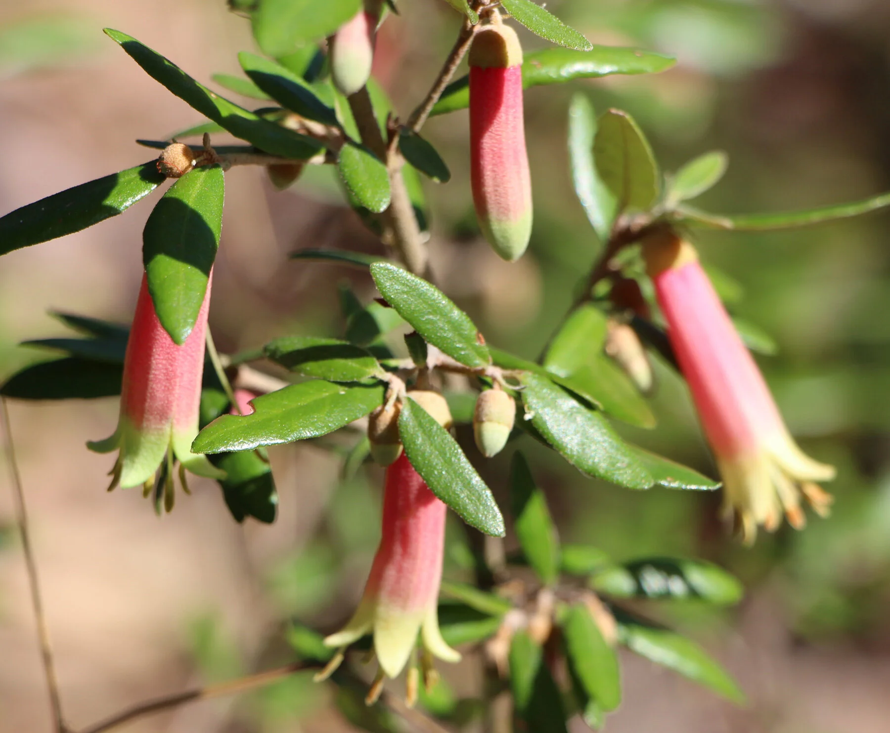 Correas — Walcott Garden