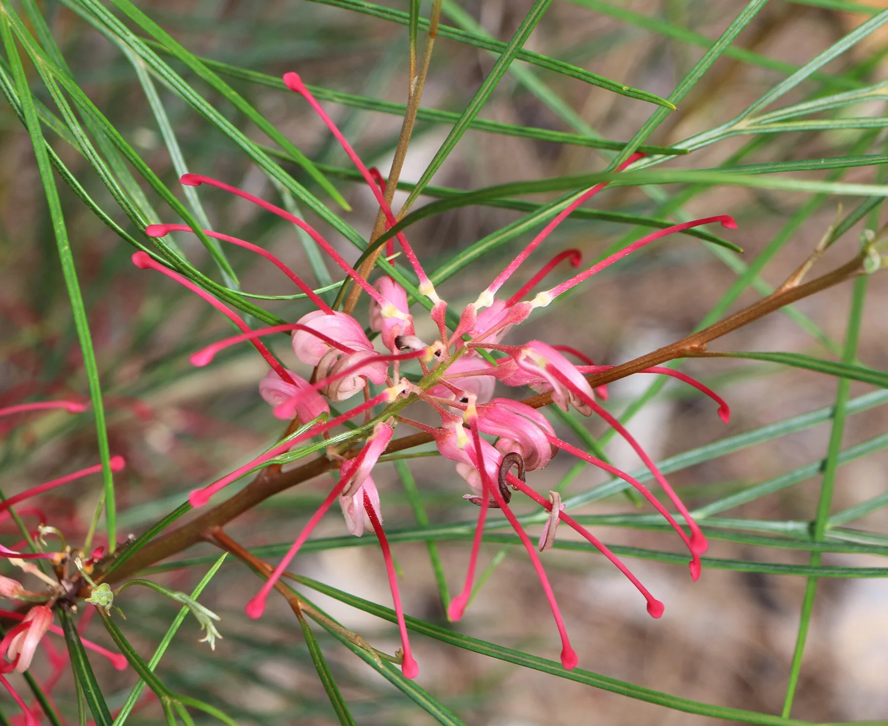 Grevilleas — Walcott Garden