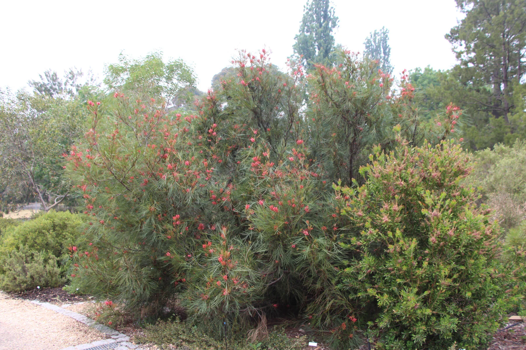 Grevilleas — Walcott Garden