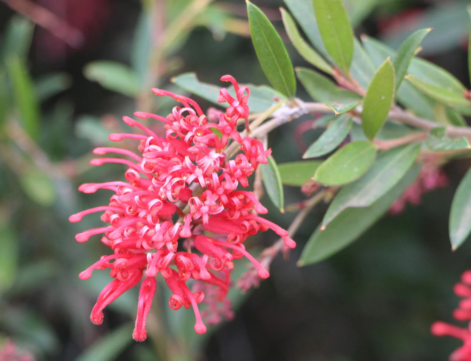 Grevilleas — Walcott Garden