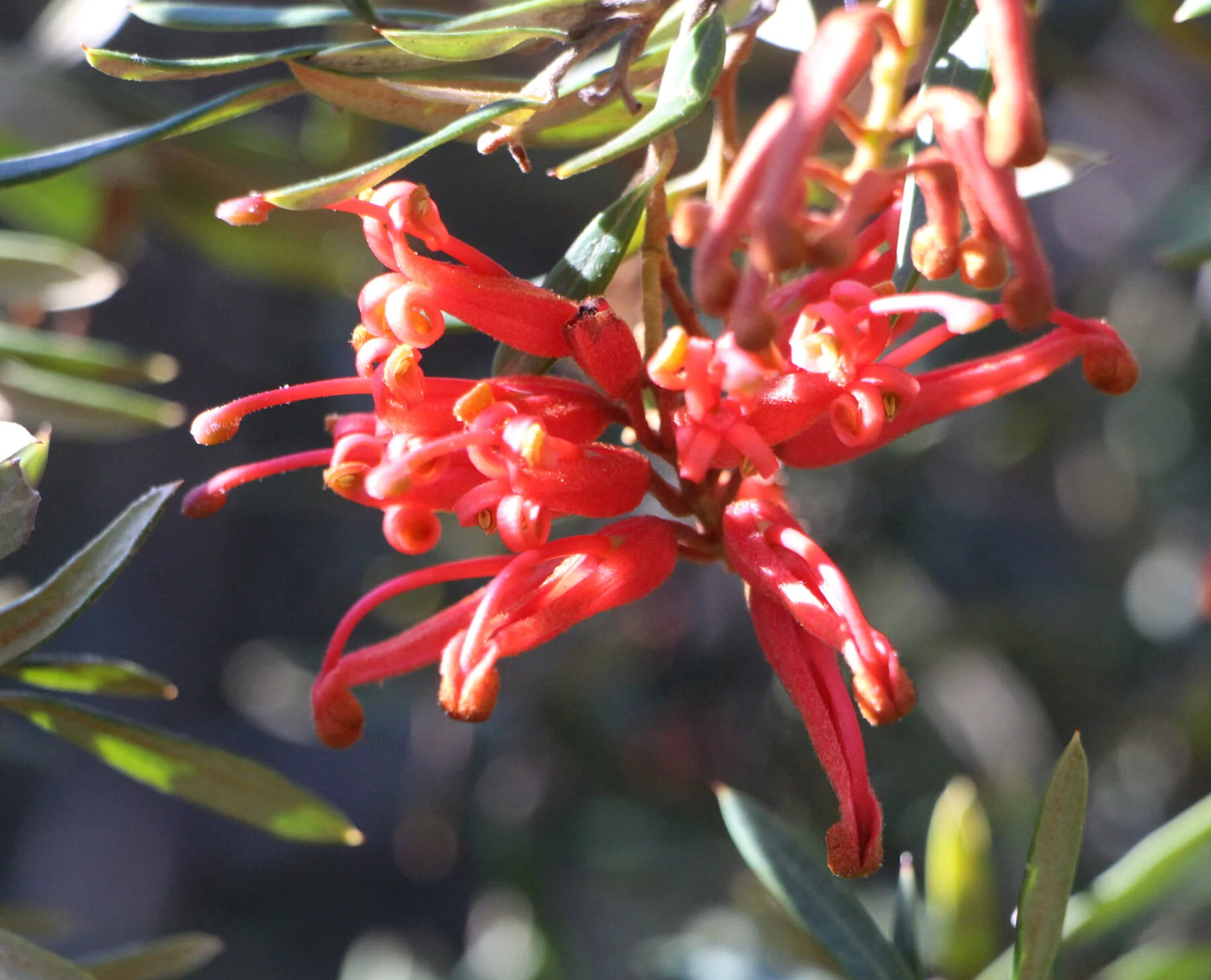 Grevilleas — Walcott Garden