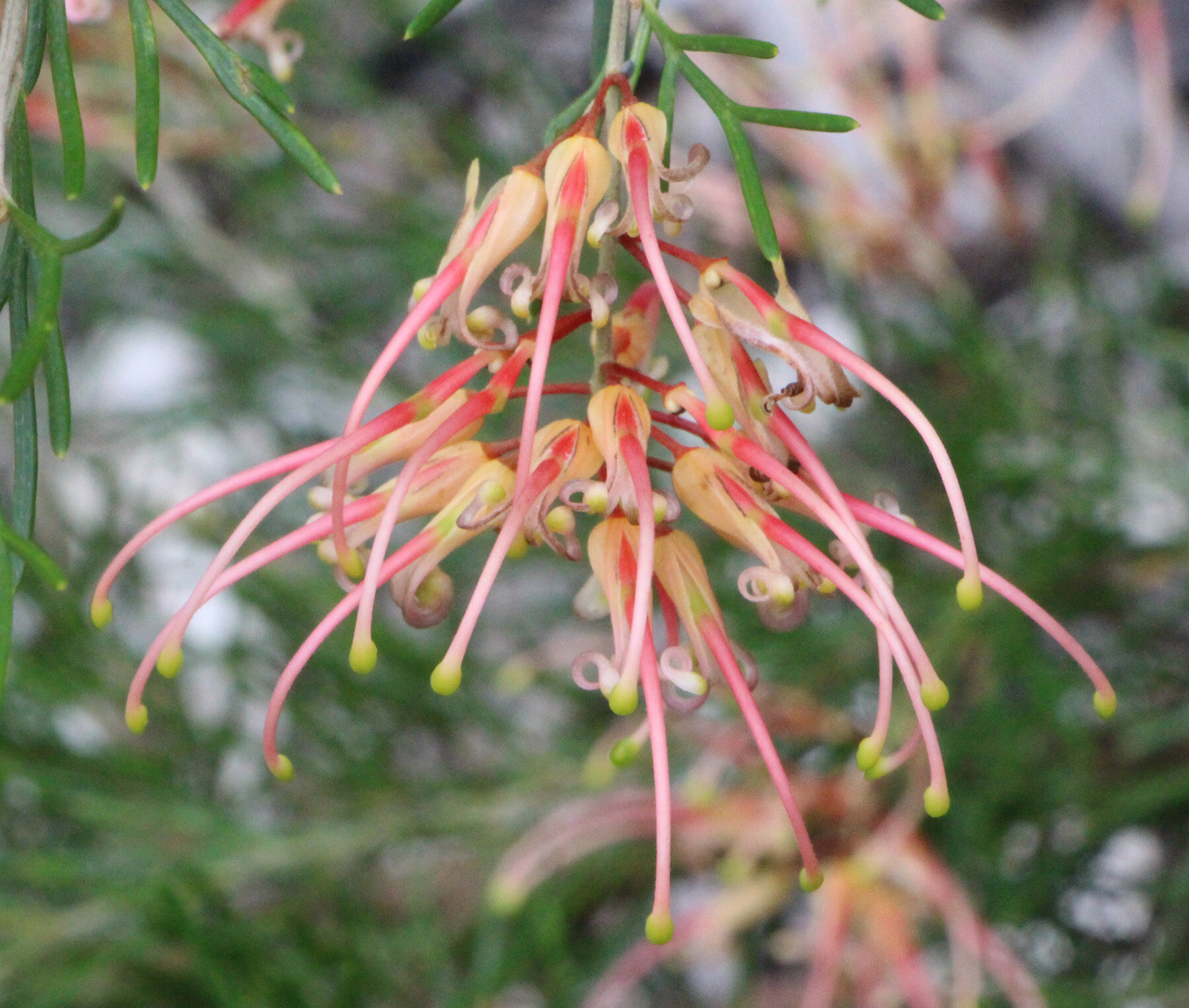 Grevilleas — Walcott Garden