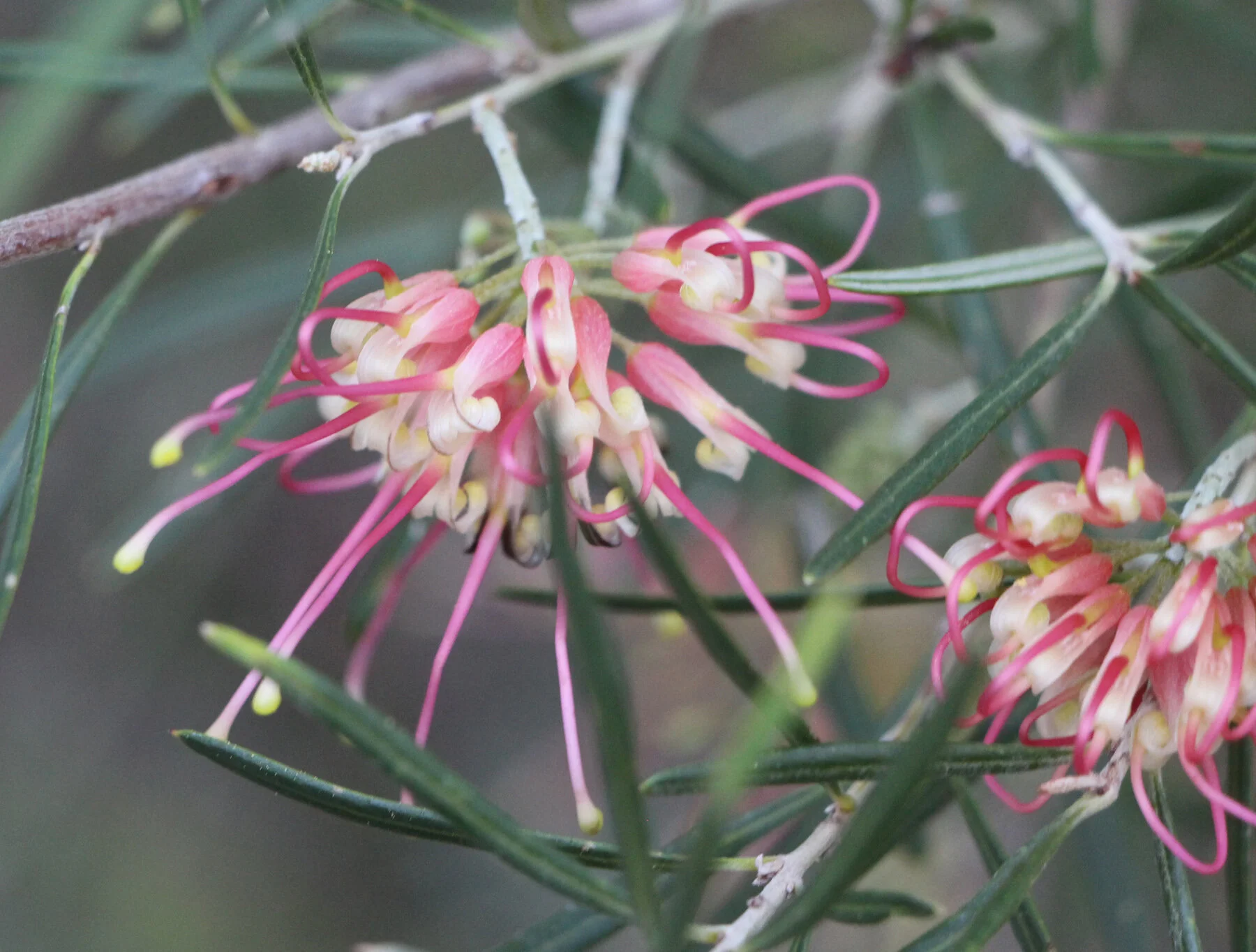 Grevilleas — Walcott Garden