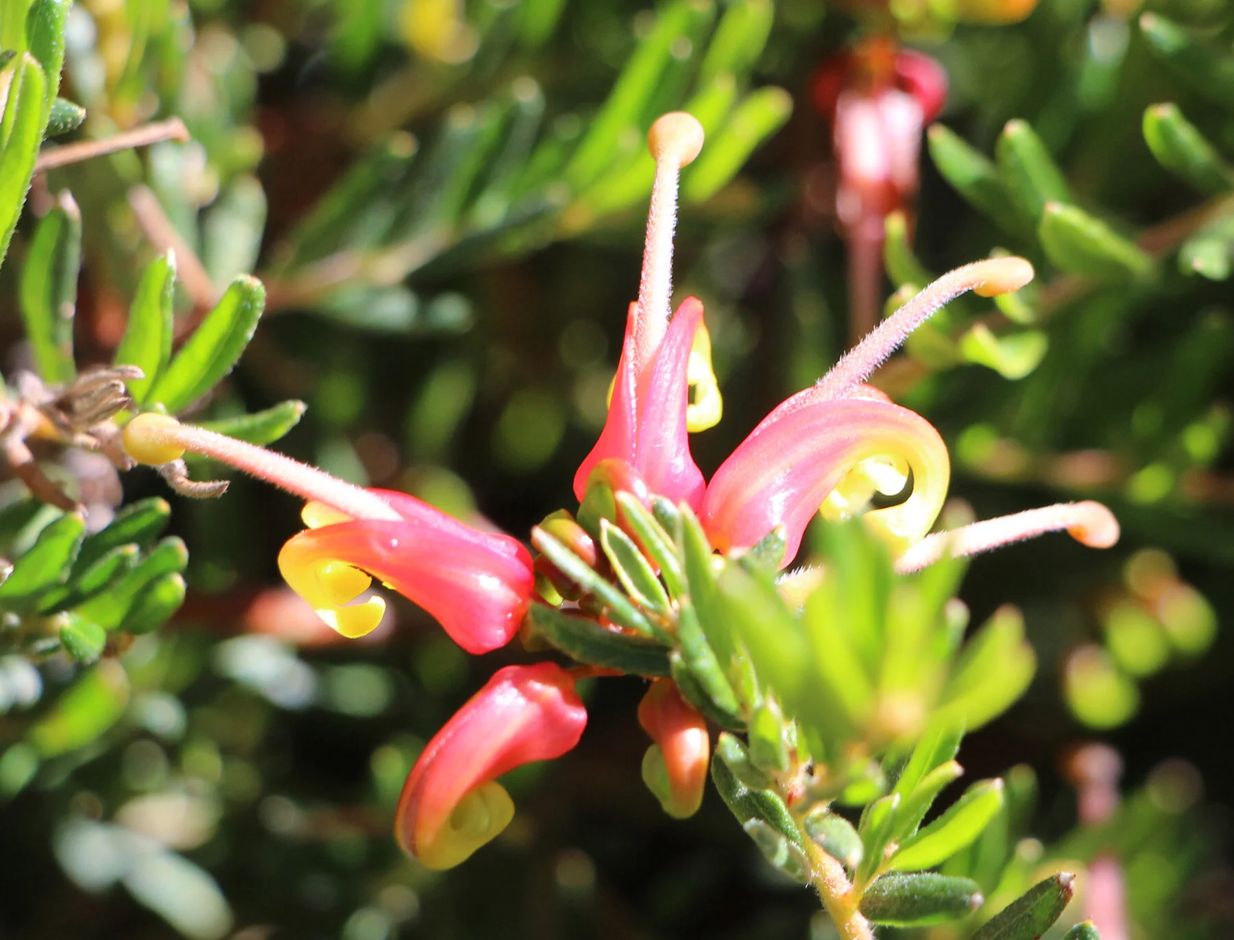 Grevilleas — Walcott Garden