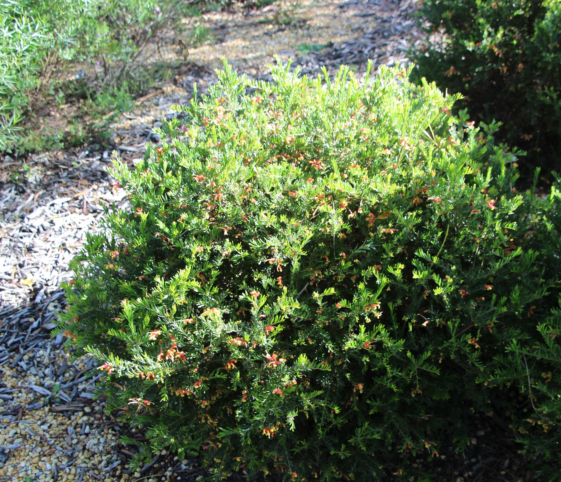 Grevilleas — Walcott Garden