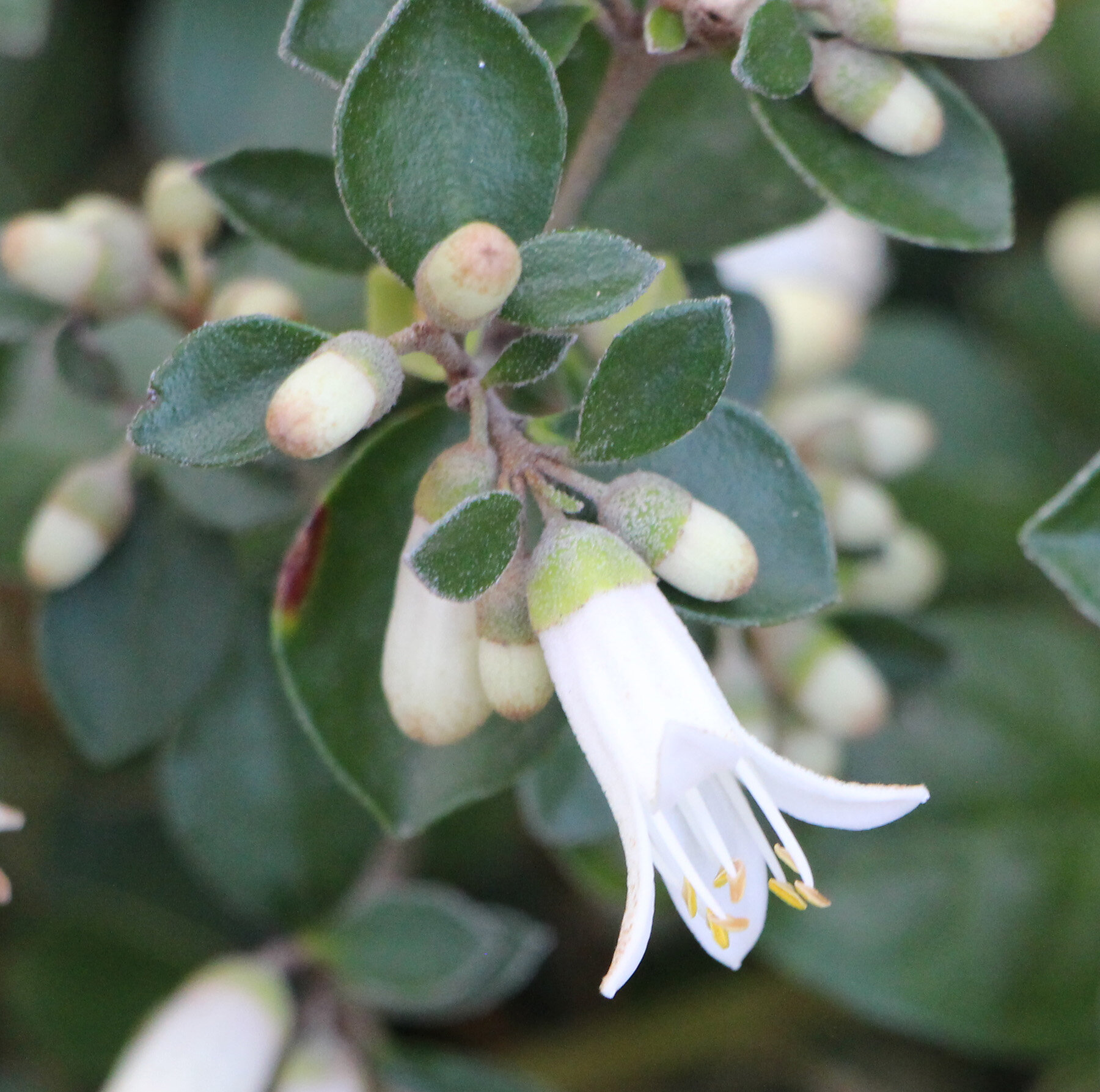 April — Walcott Garden