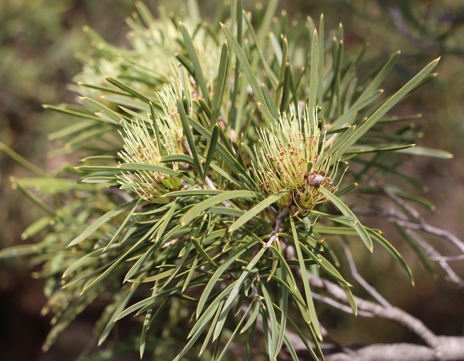 Hakeas — Walcott Garden