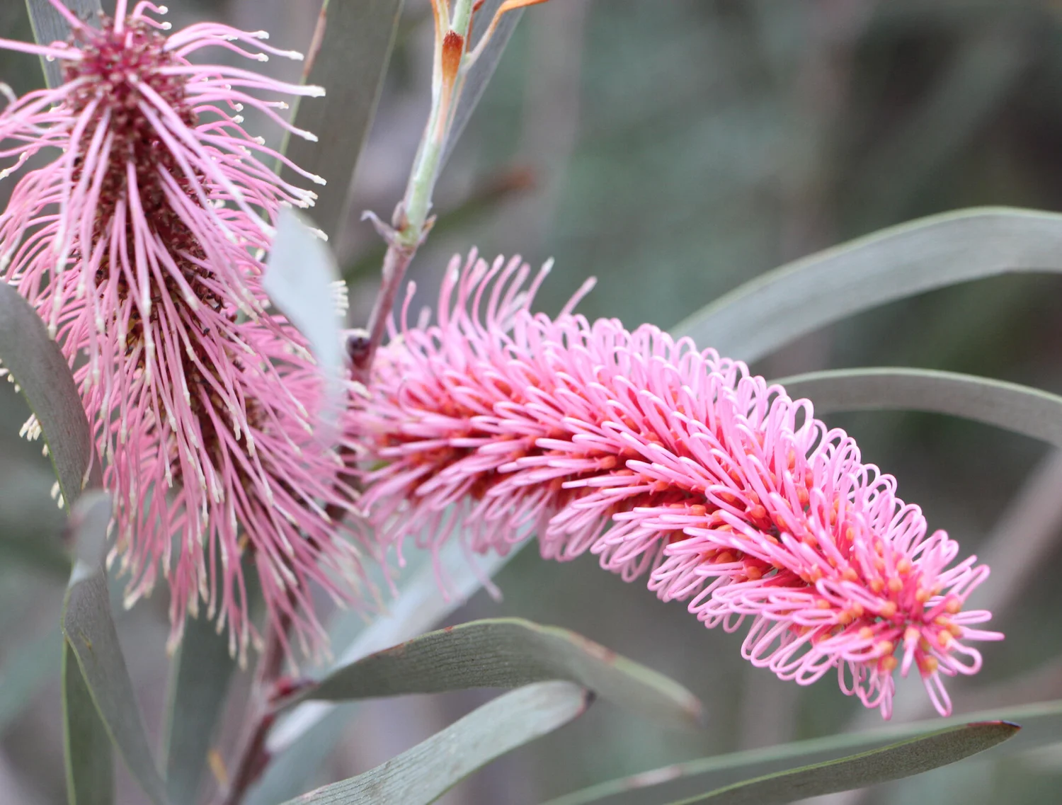 Hakeas — Walcott Garden