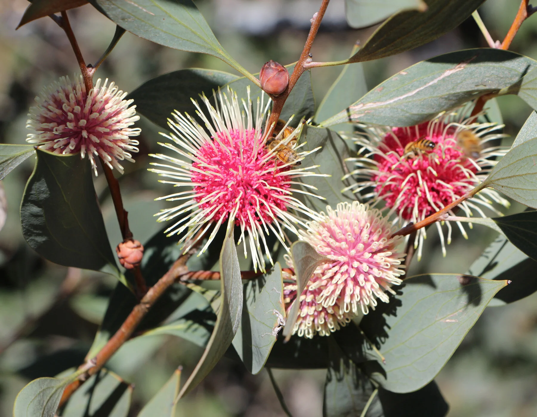 Hakeas — Walcott Garden