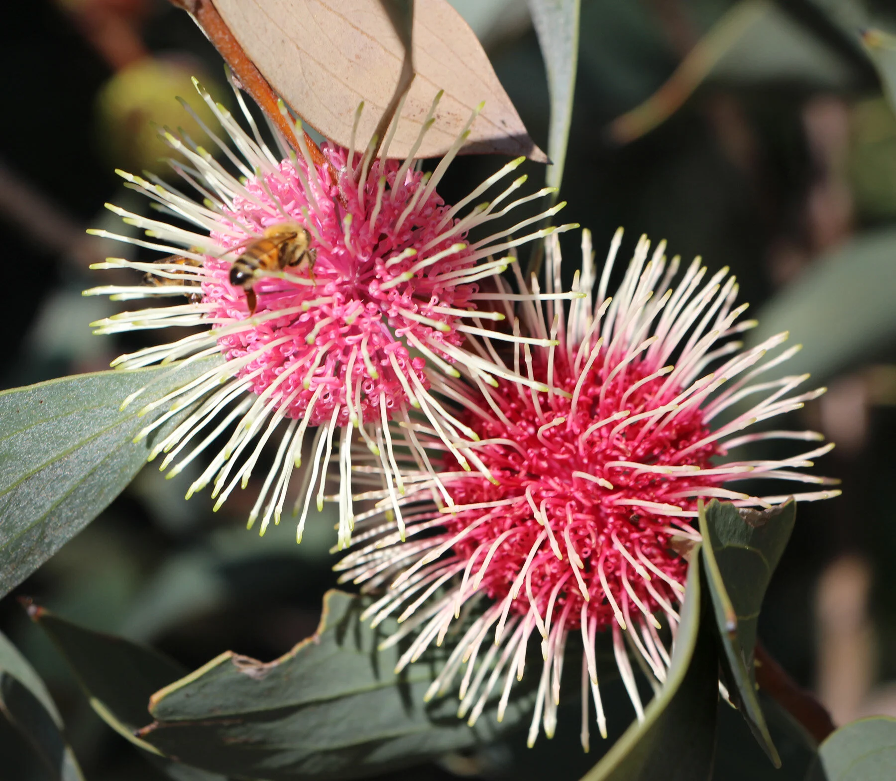 Hakeas — Walcott Garden