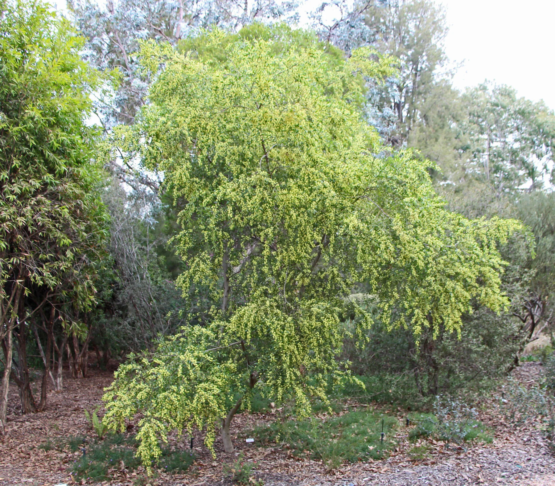 September — Walcott Garden