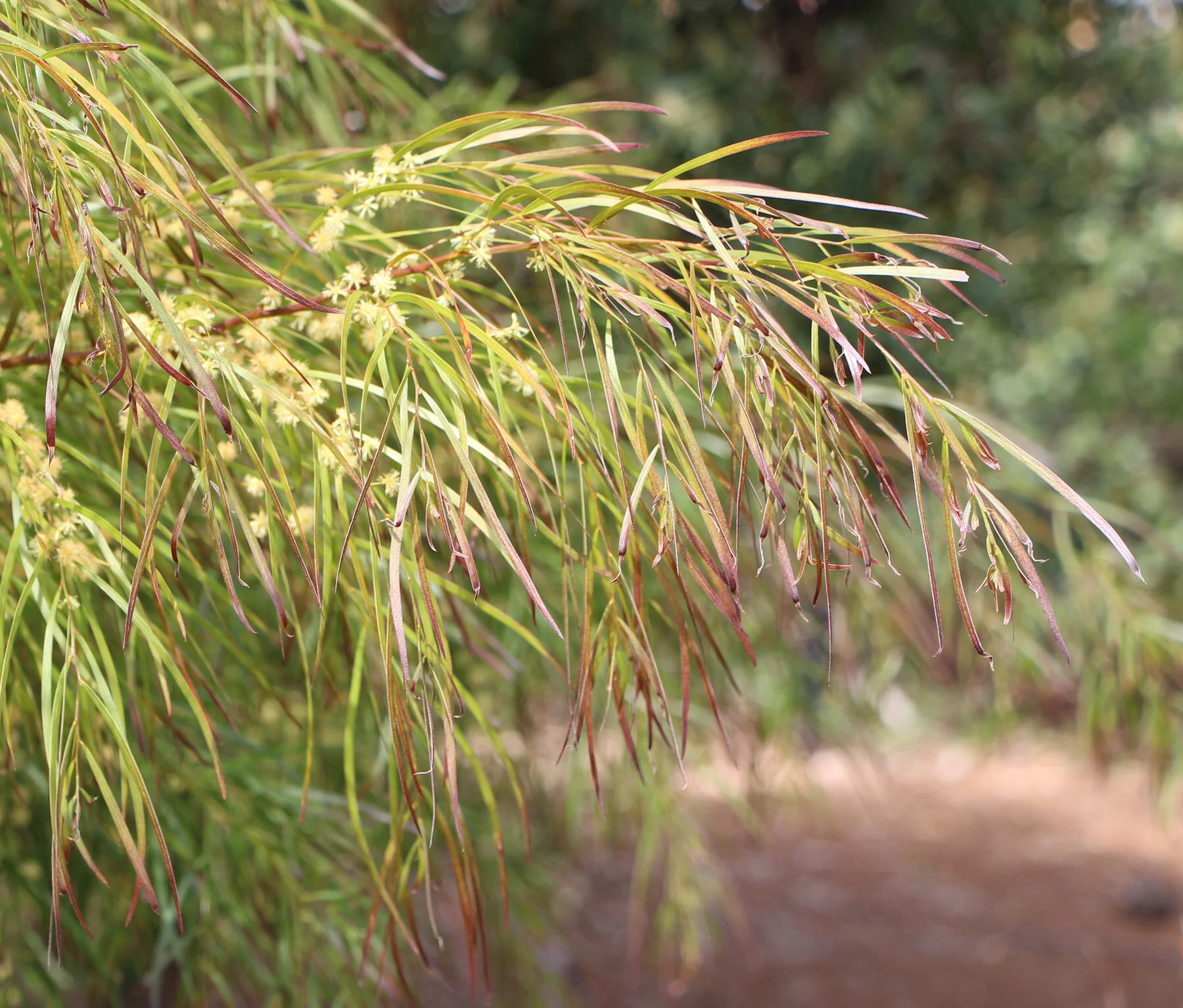 Acacias — Walcott Garden