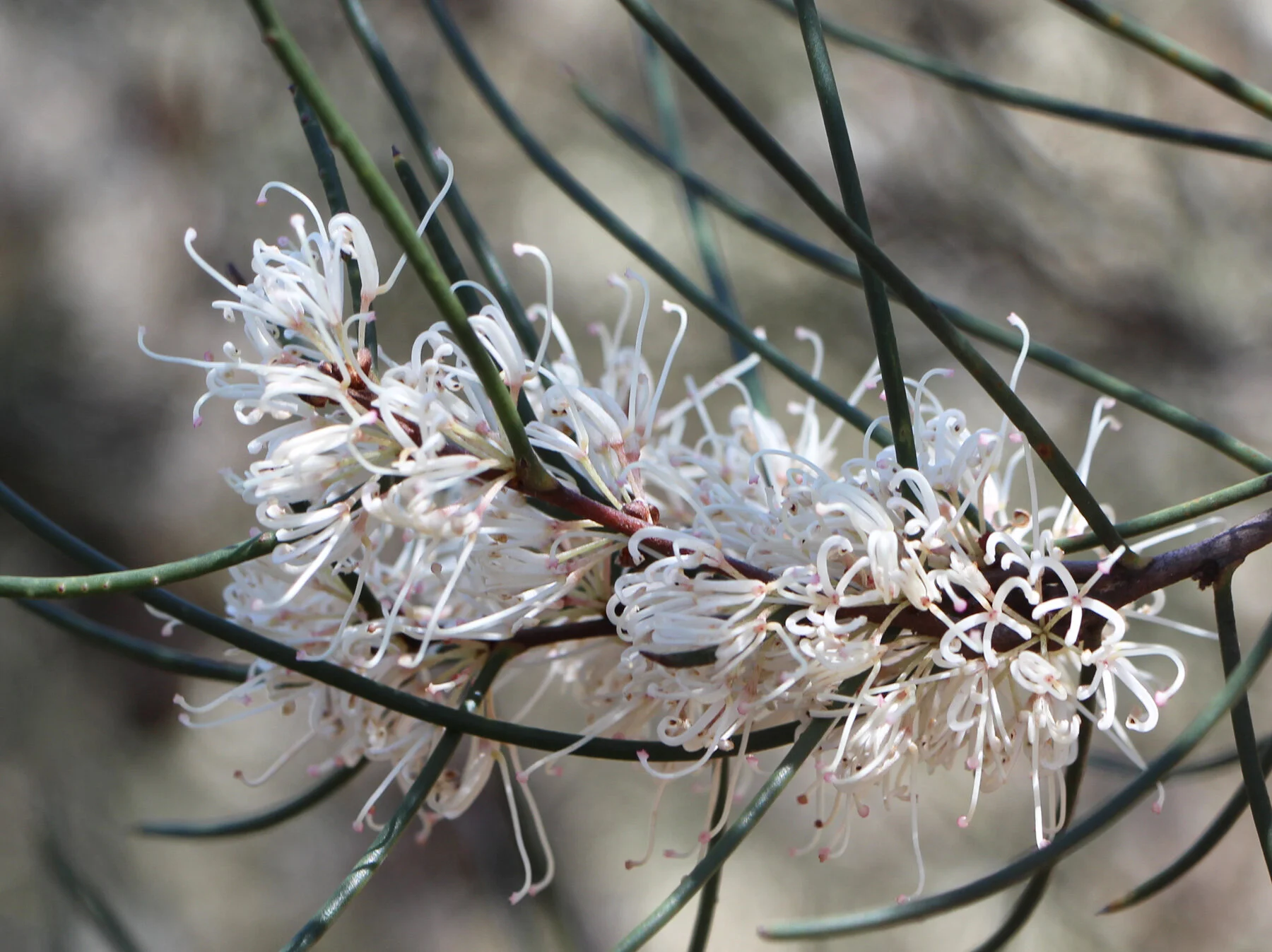 Hakeas — Walcott Garden