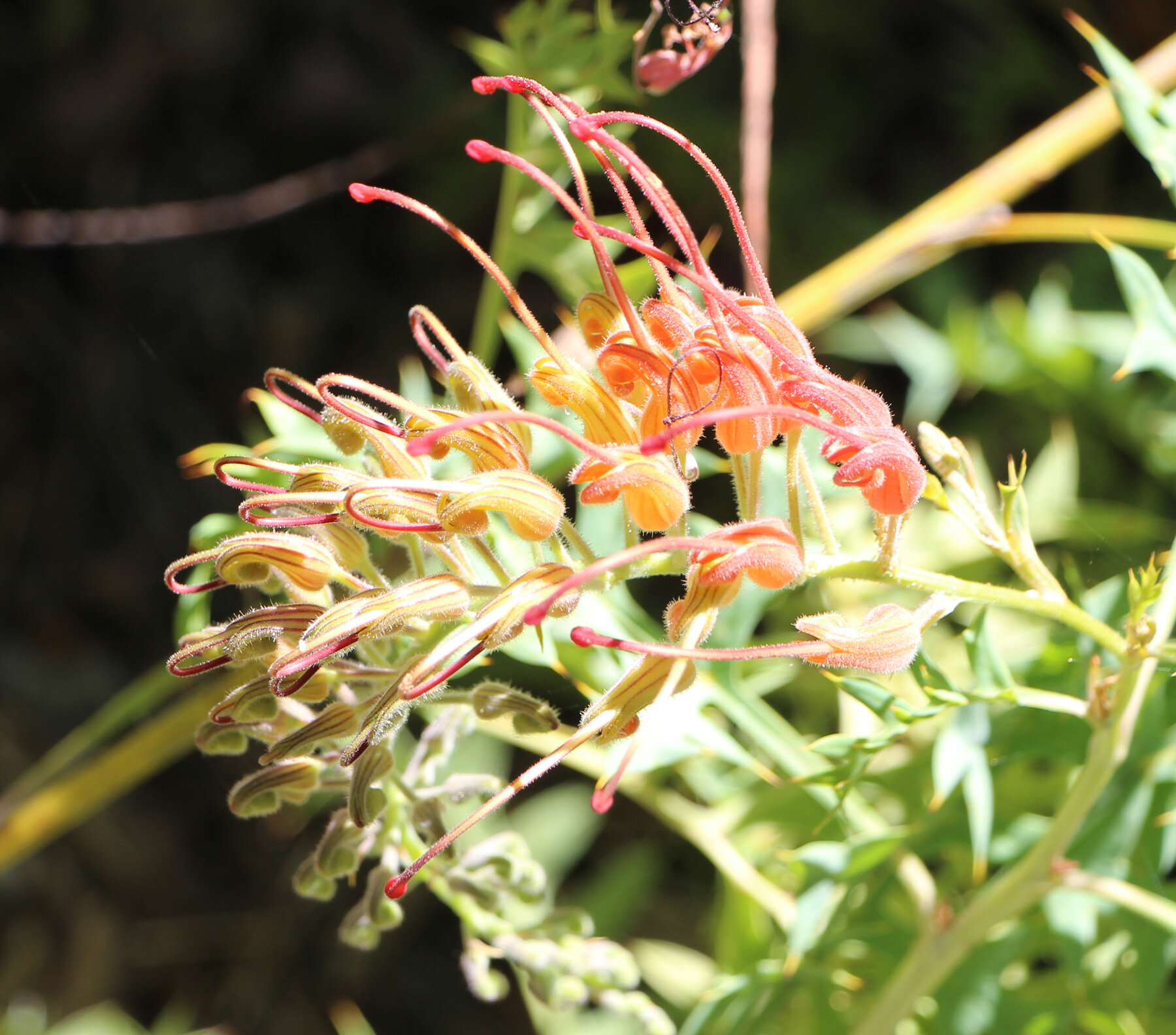 Grevilleas — Walcott Garden