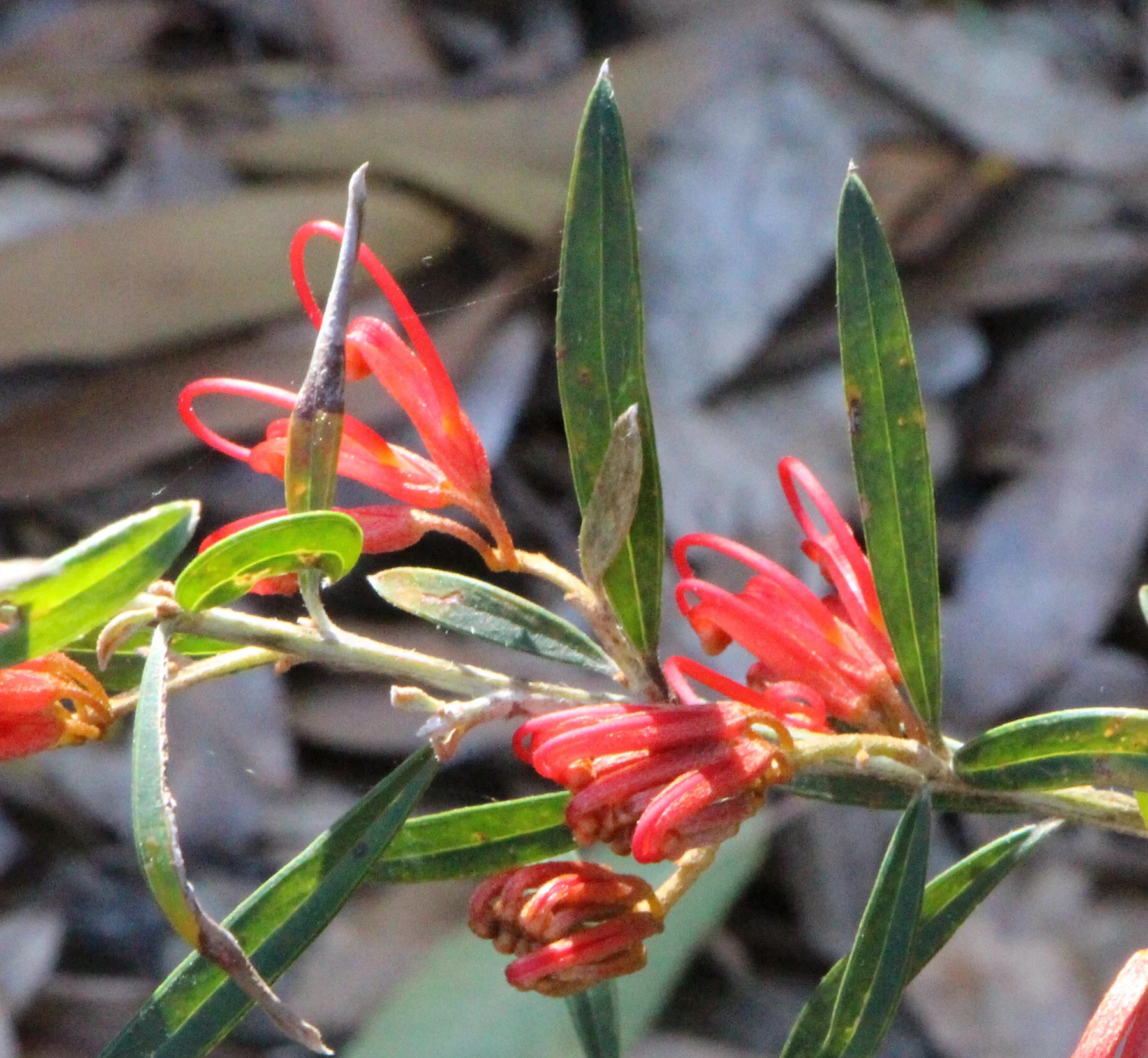 Grevilleas — Walcott Garden