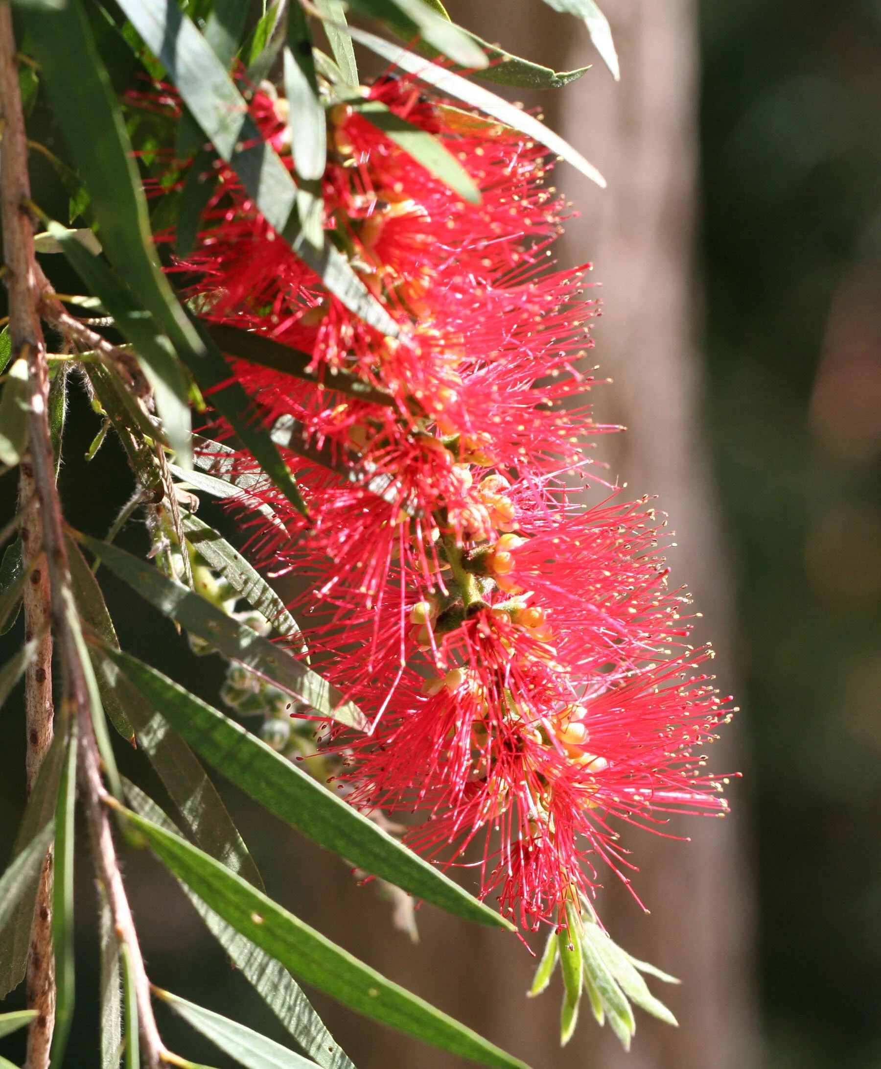 Callistemons — Walcott Garden