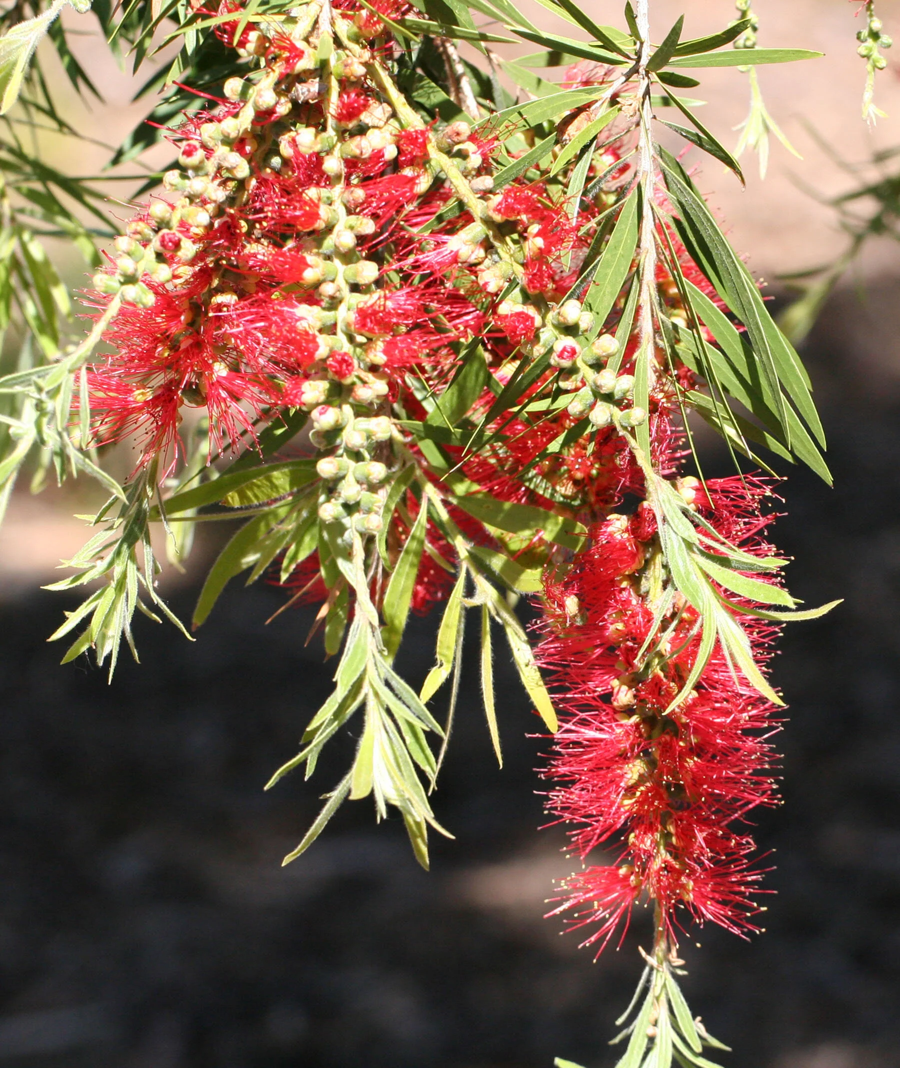 Callistemons — Walcott Garden