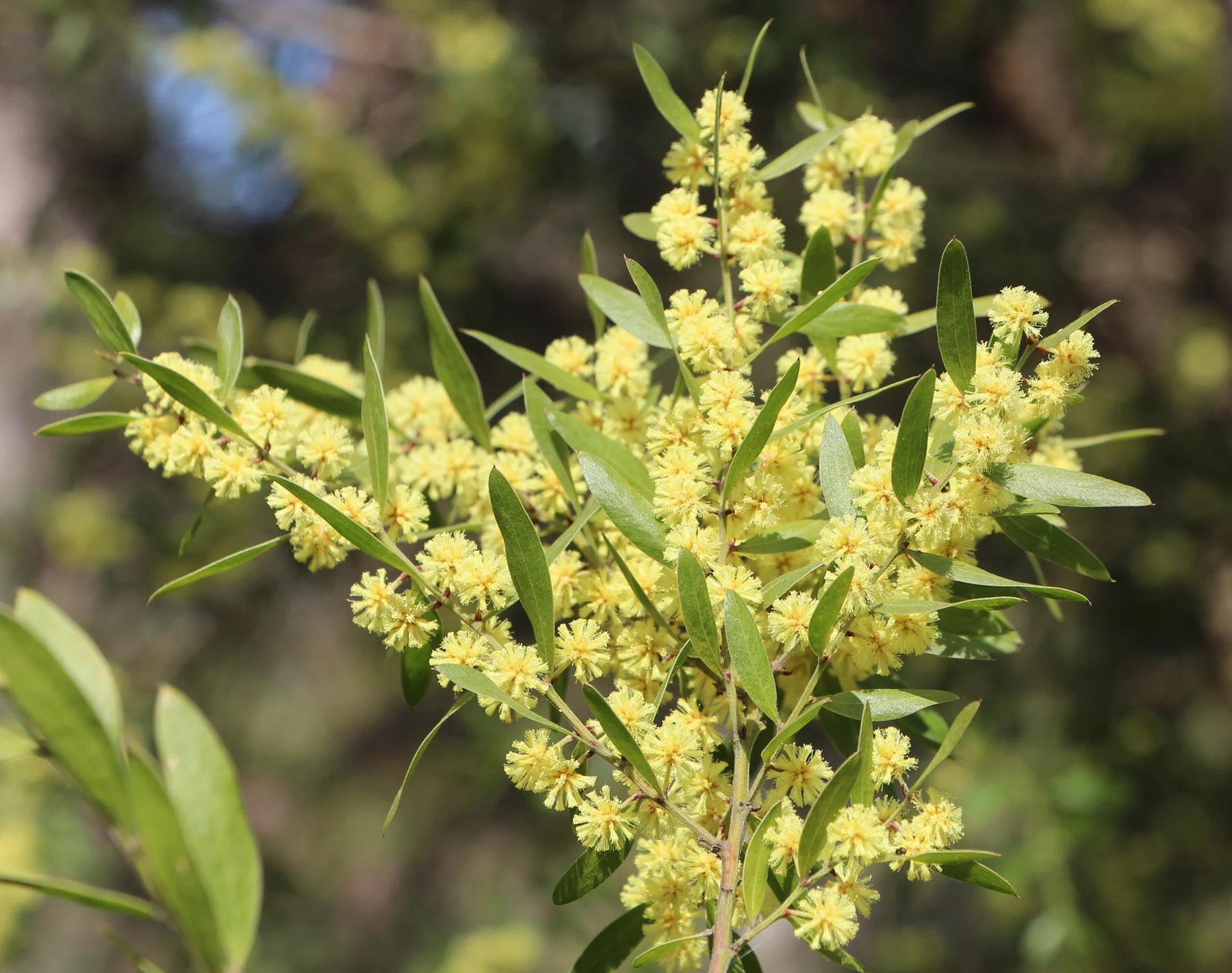 Acacias — Walcott Garden