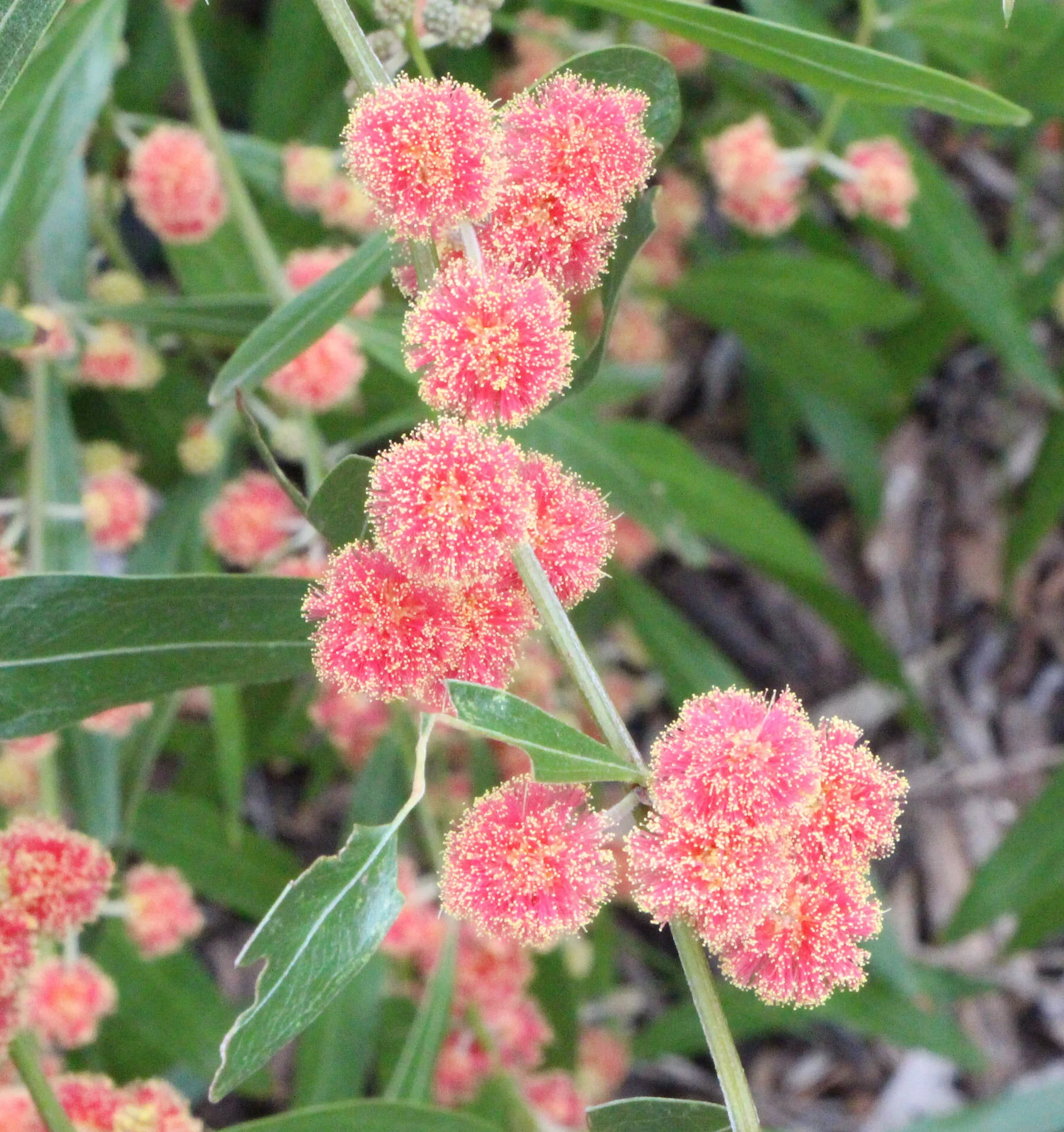 Acacias — Walcott Garden