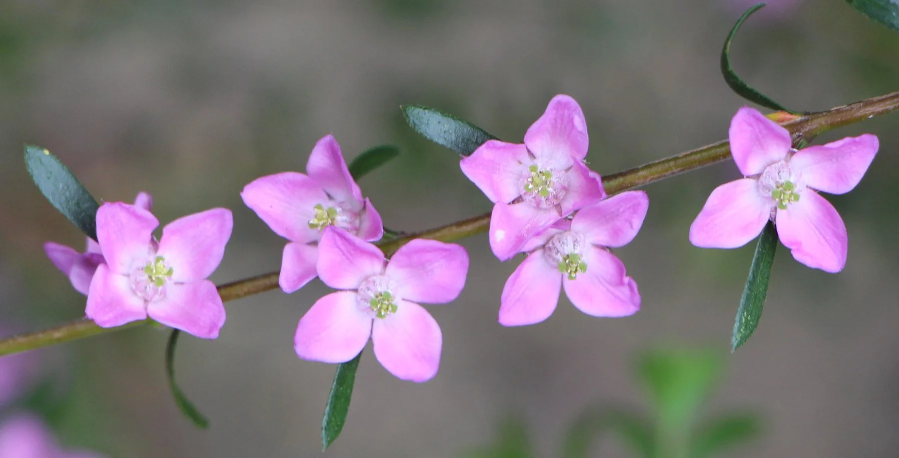 Other Plants — Walcott Garden
