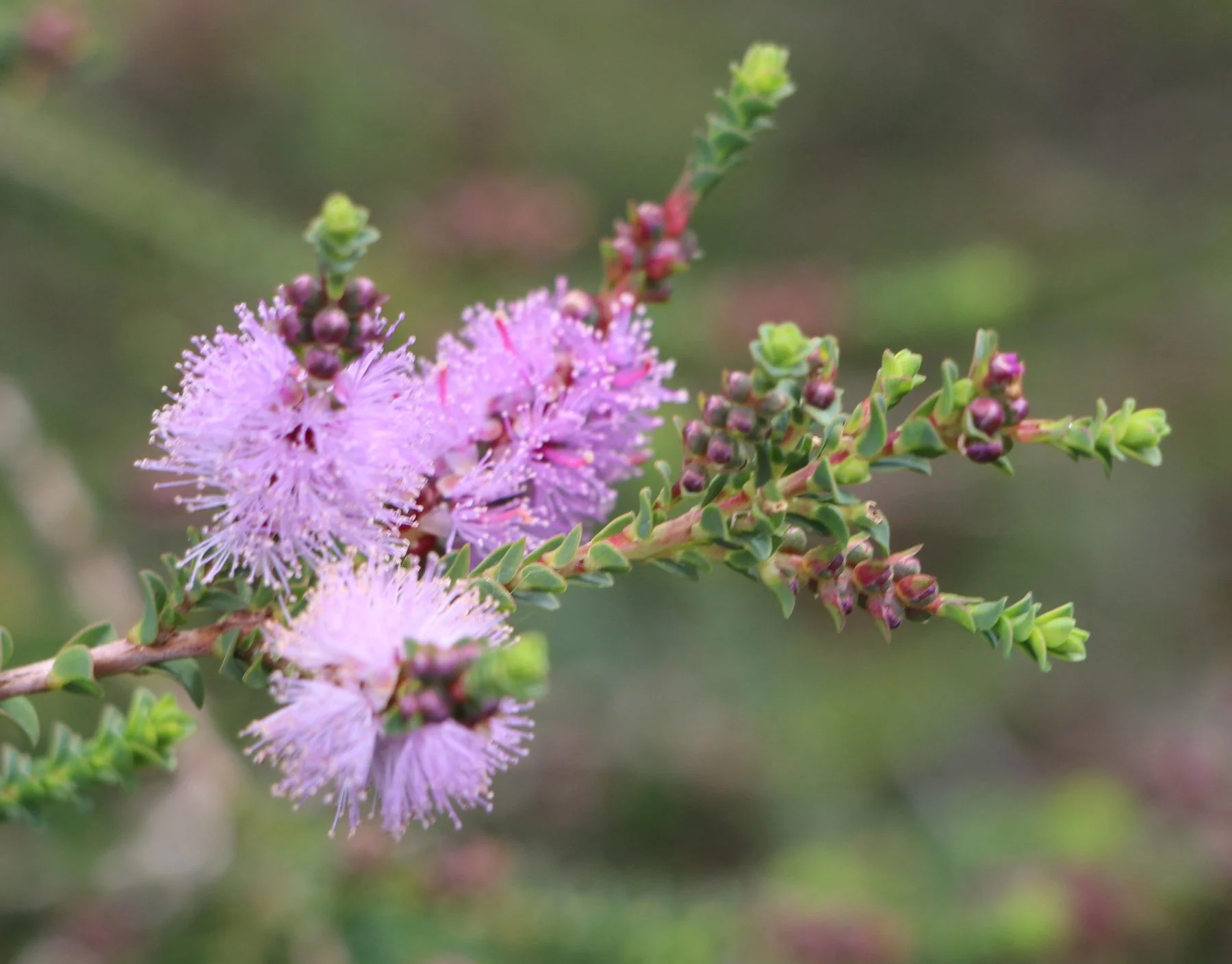 Melaleucas — Walcott Garden