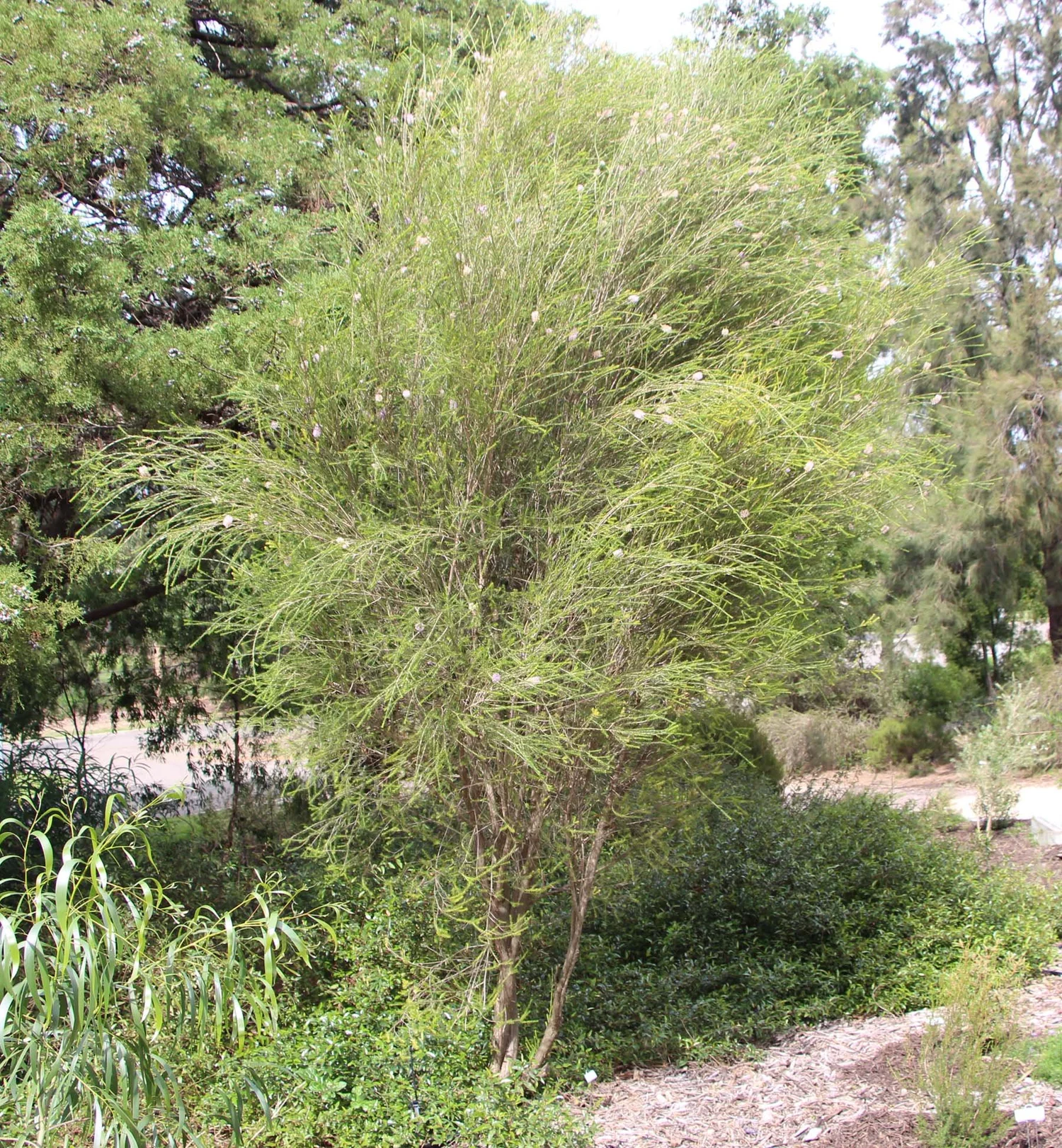 Melaleucas — Walcott Garden