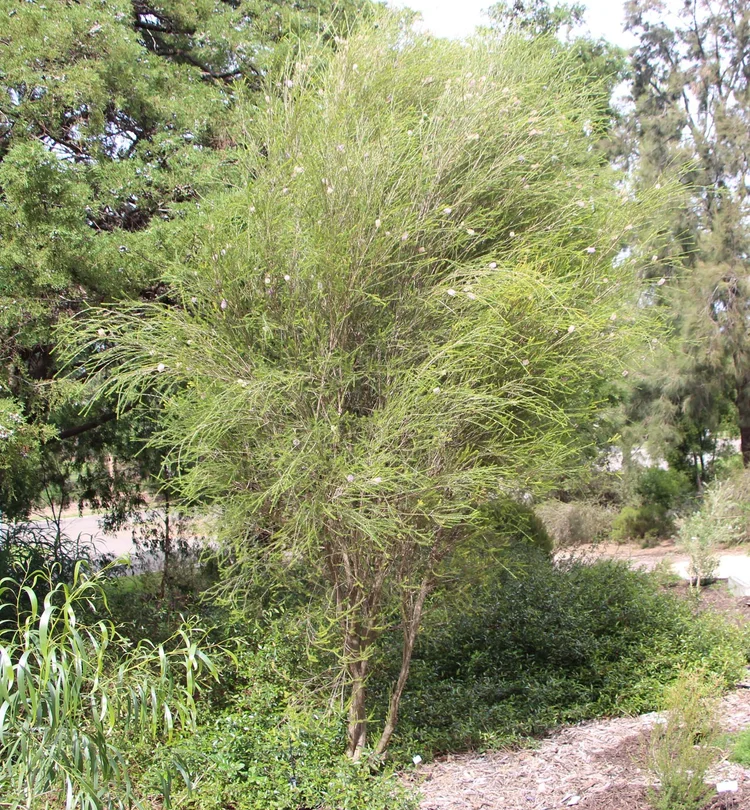 Melaleucas — Walcott Garden