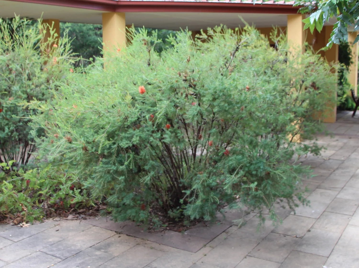Melaleucas — Walcott Garden