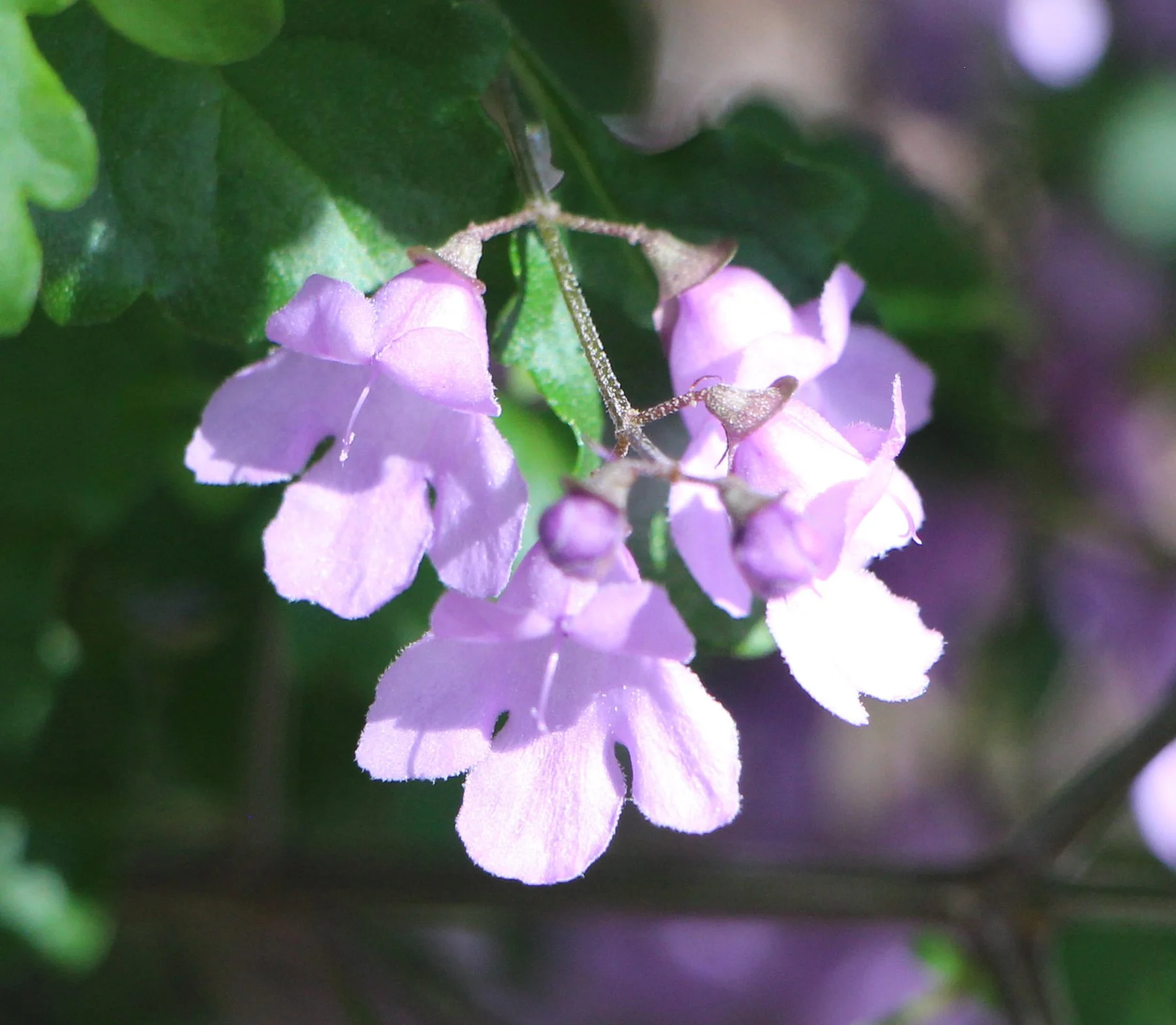 Prostantheras — Walcott Garden