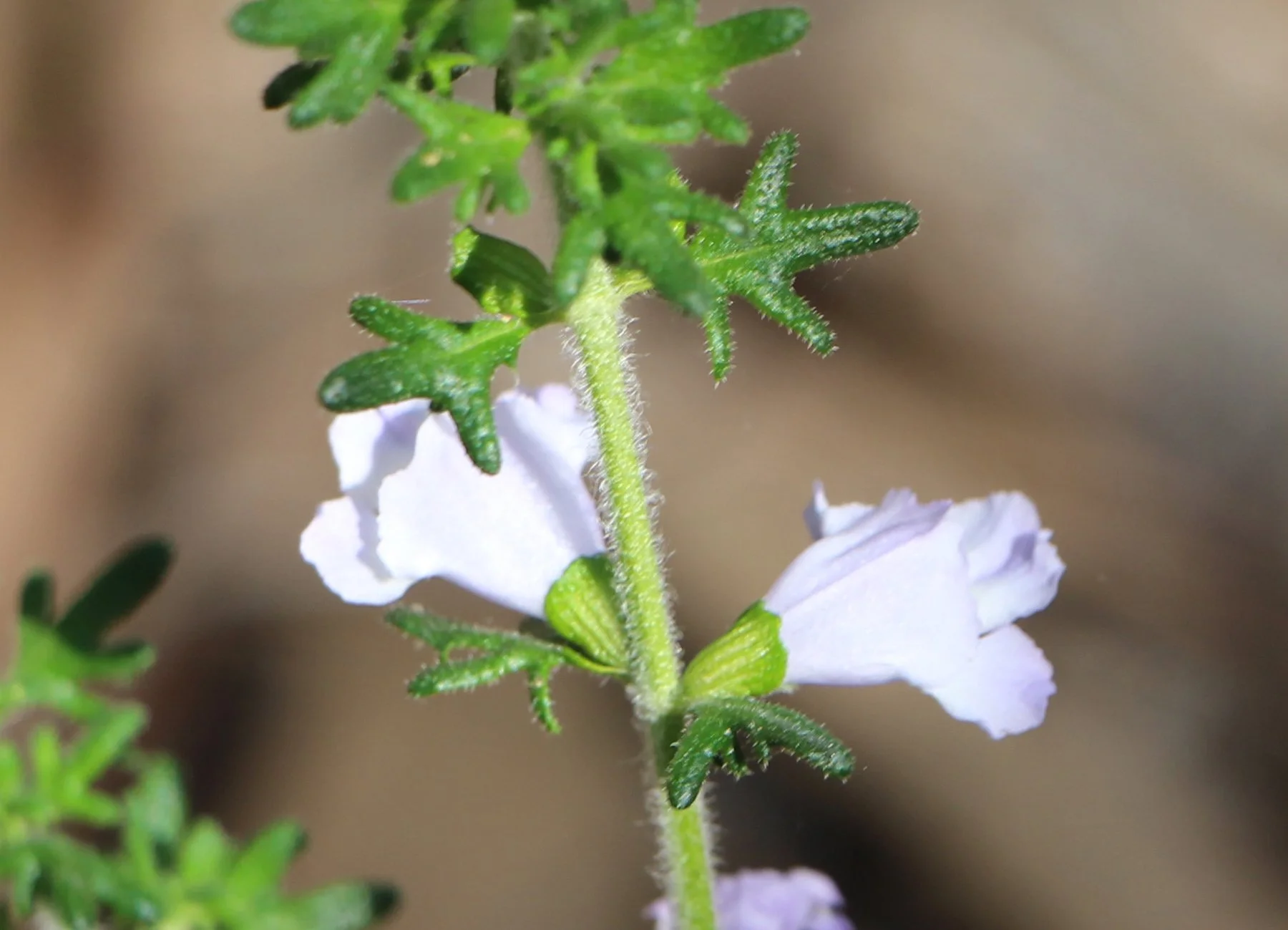 Prostantheras — Walcott Garden
