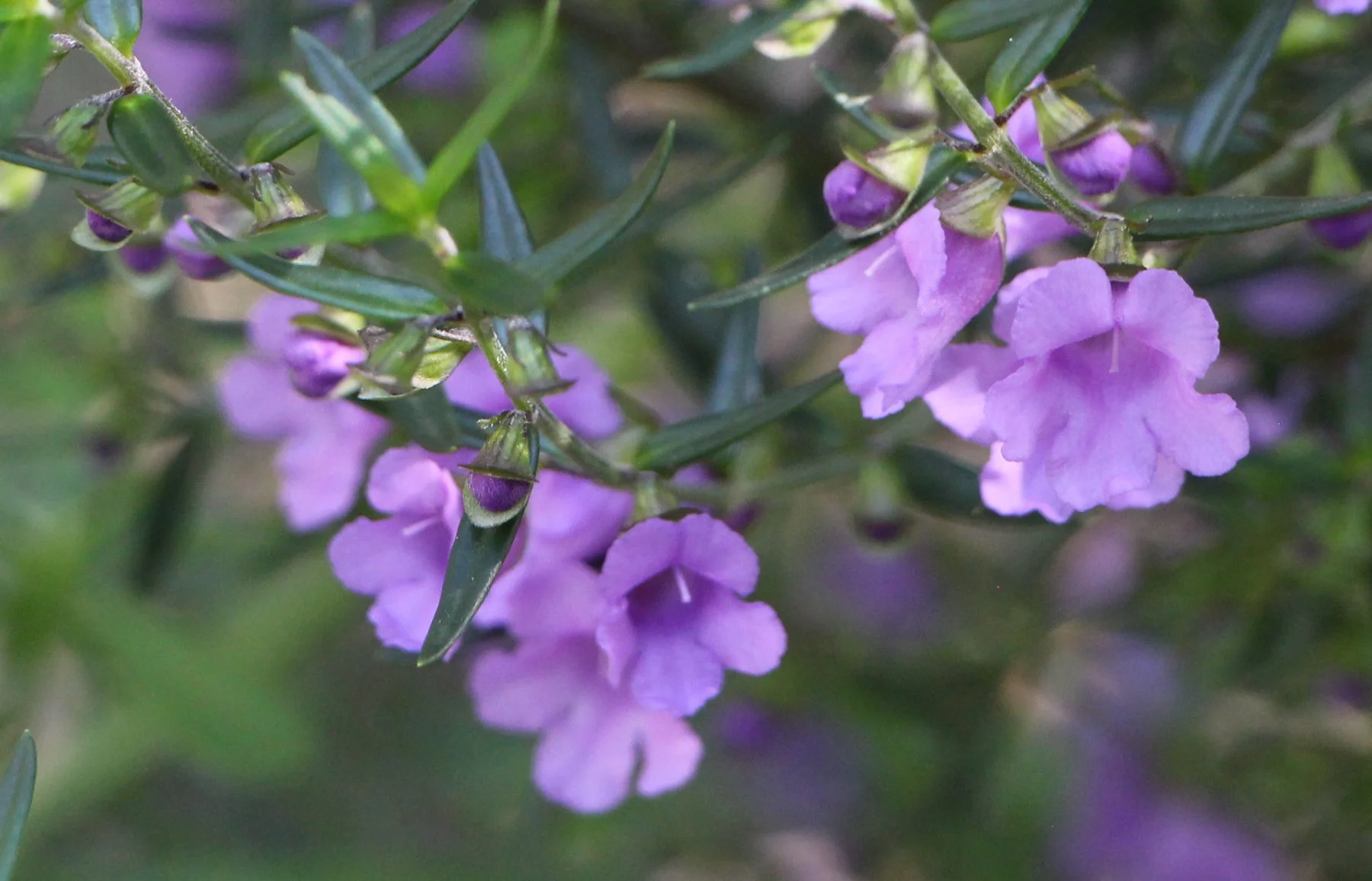 Prostantheras — Walcott Garden