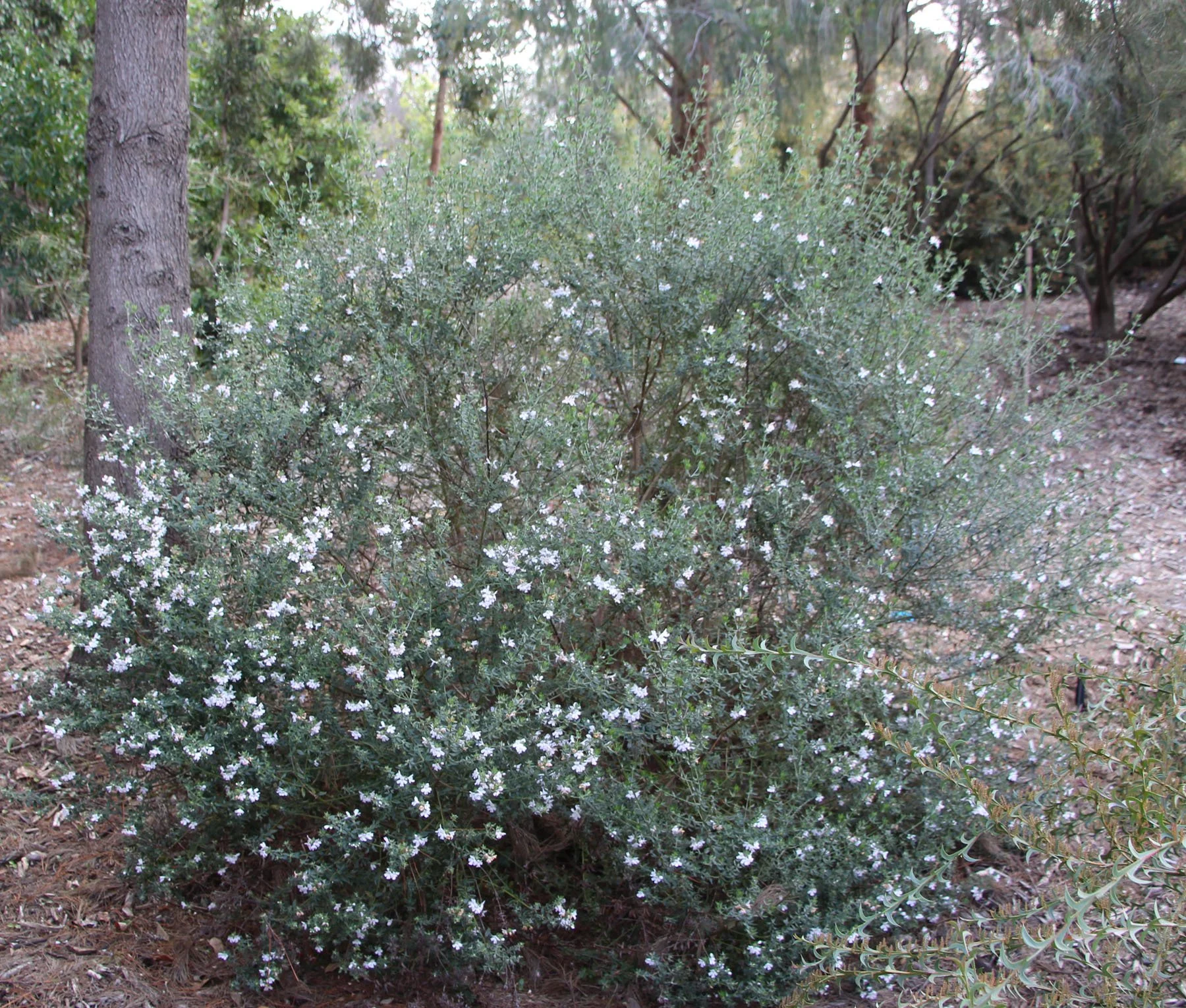 Westringias — Walcott Garden