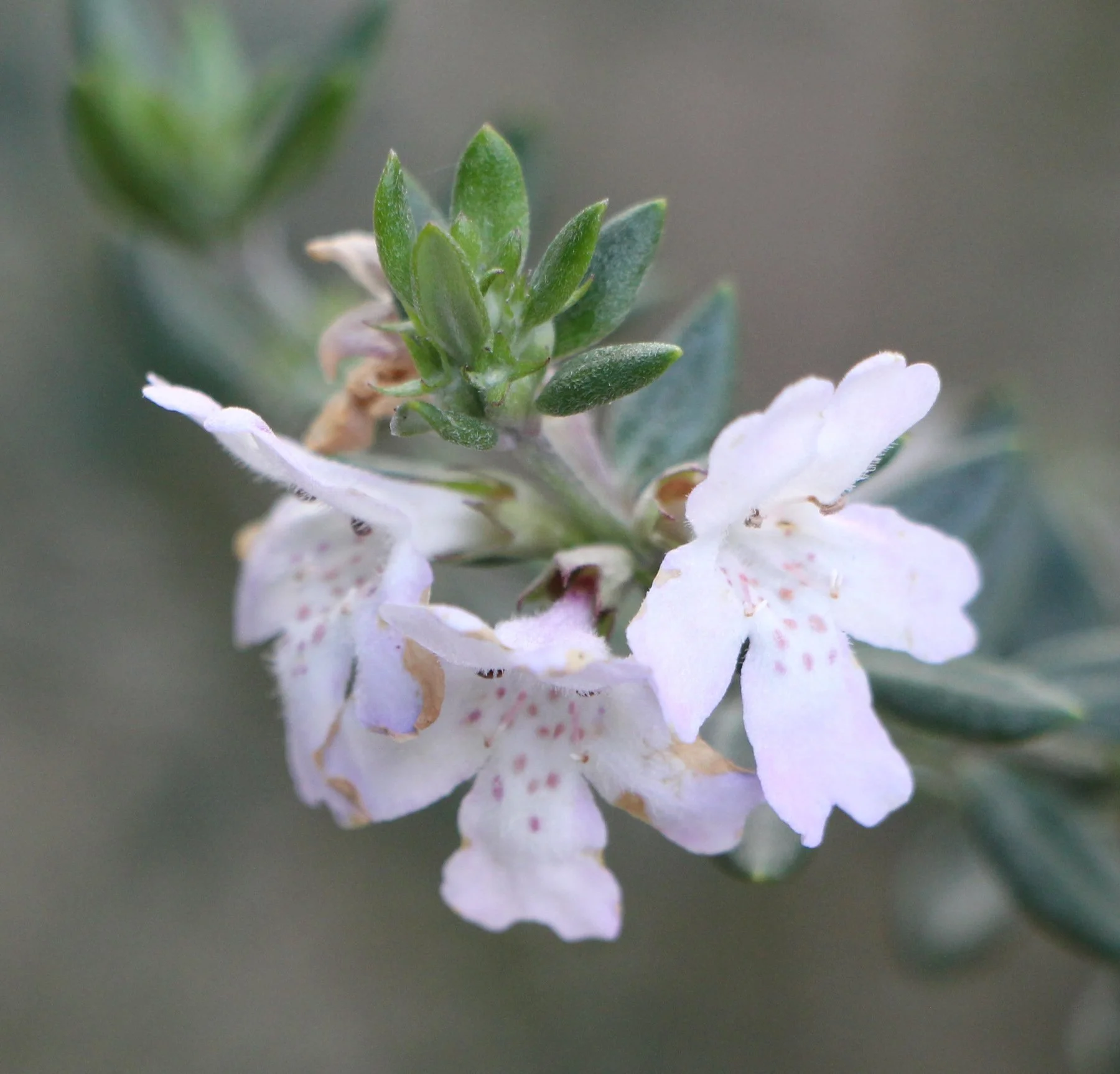 Westringias — Walcott Garden