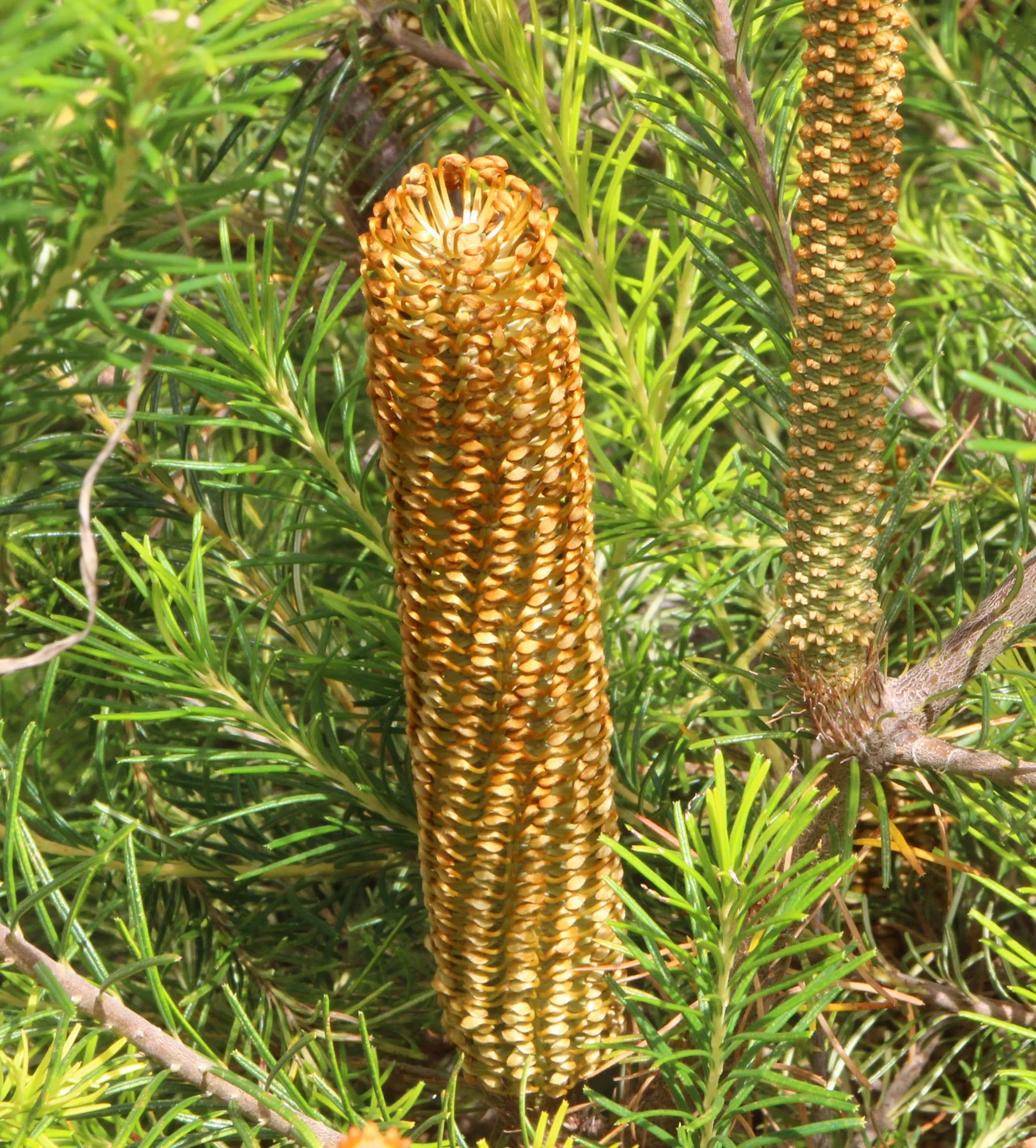 Banksias — Walcott Garden
