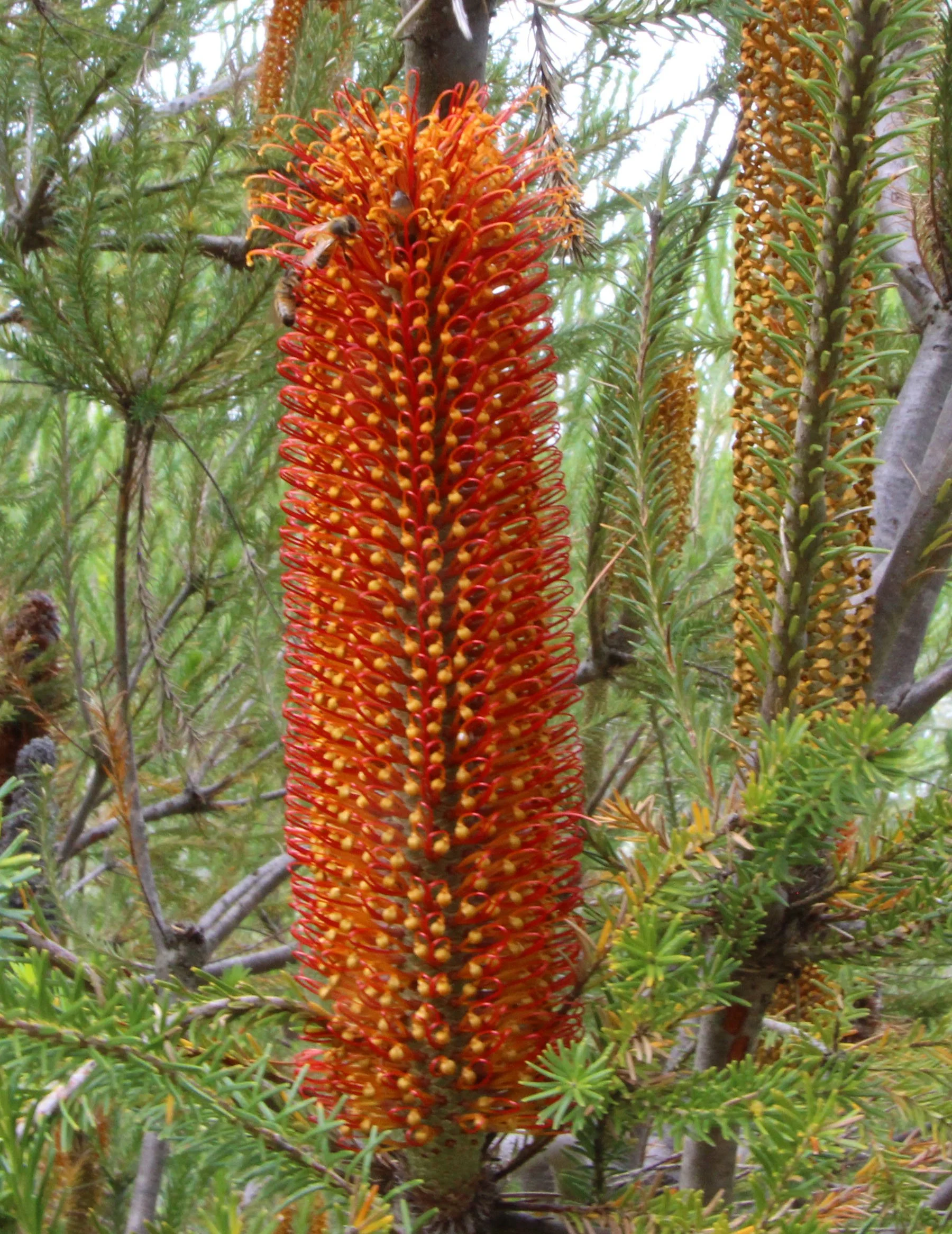 Banksias — Walcott Garden