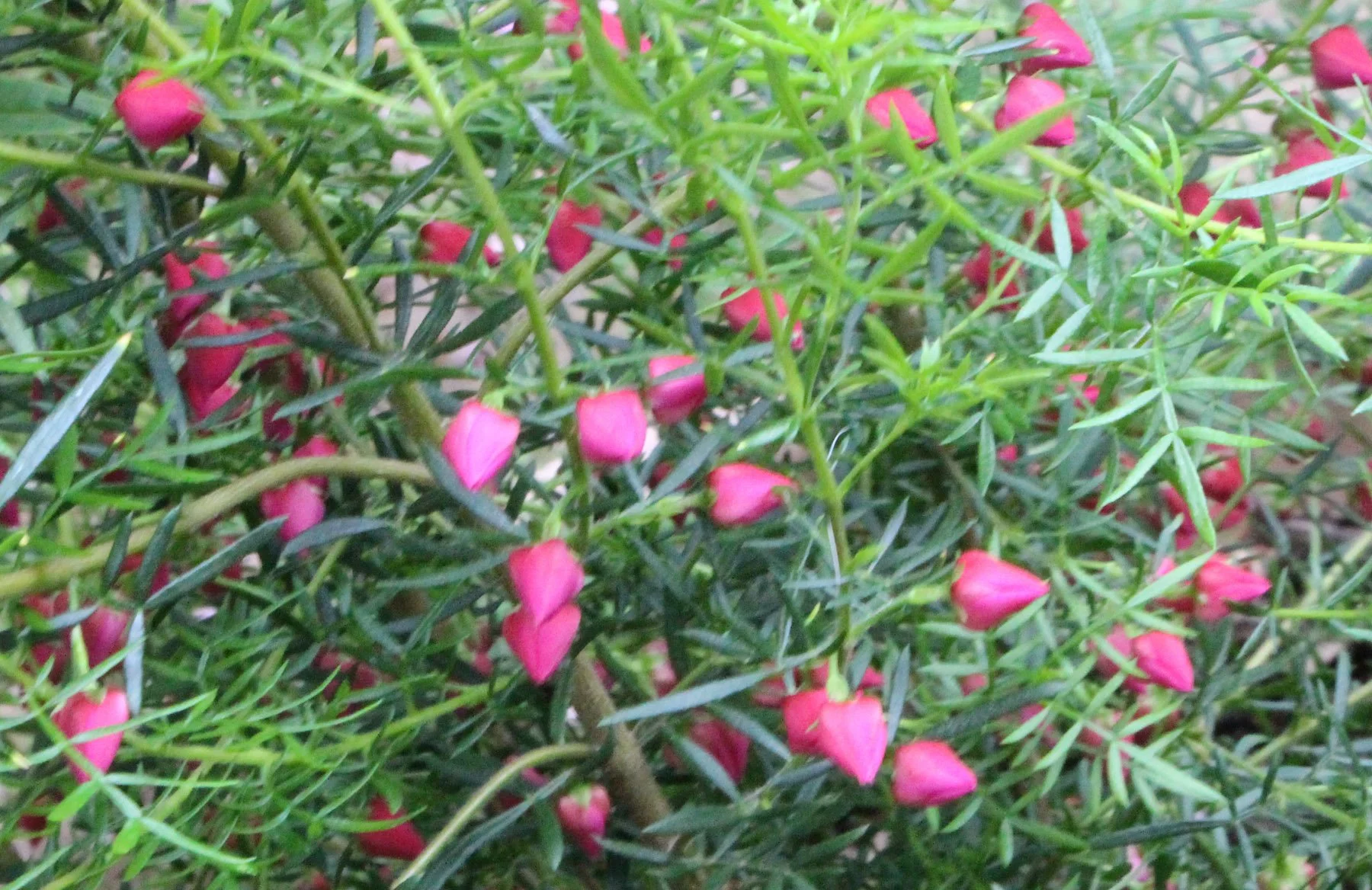 December — Walcott Garden