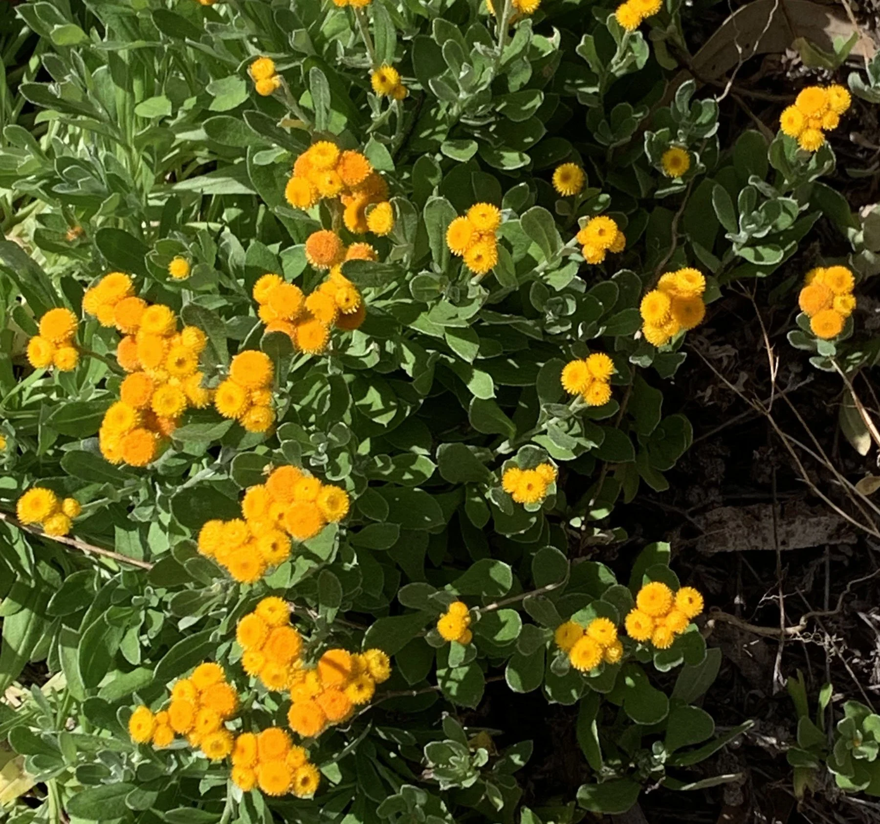 Myoporum Ground Cover Yellow Flowers