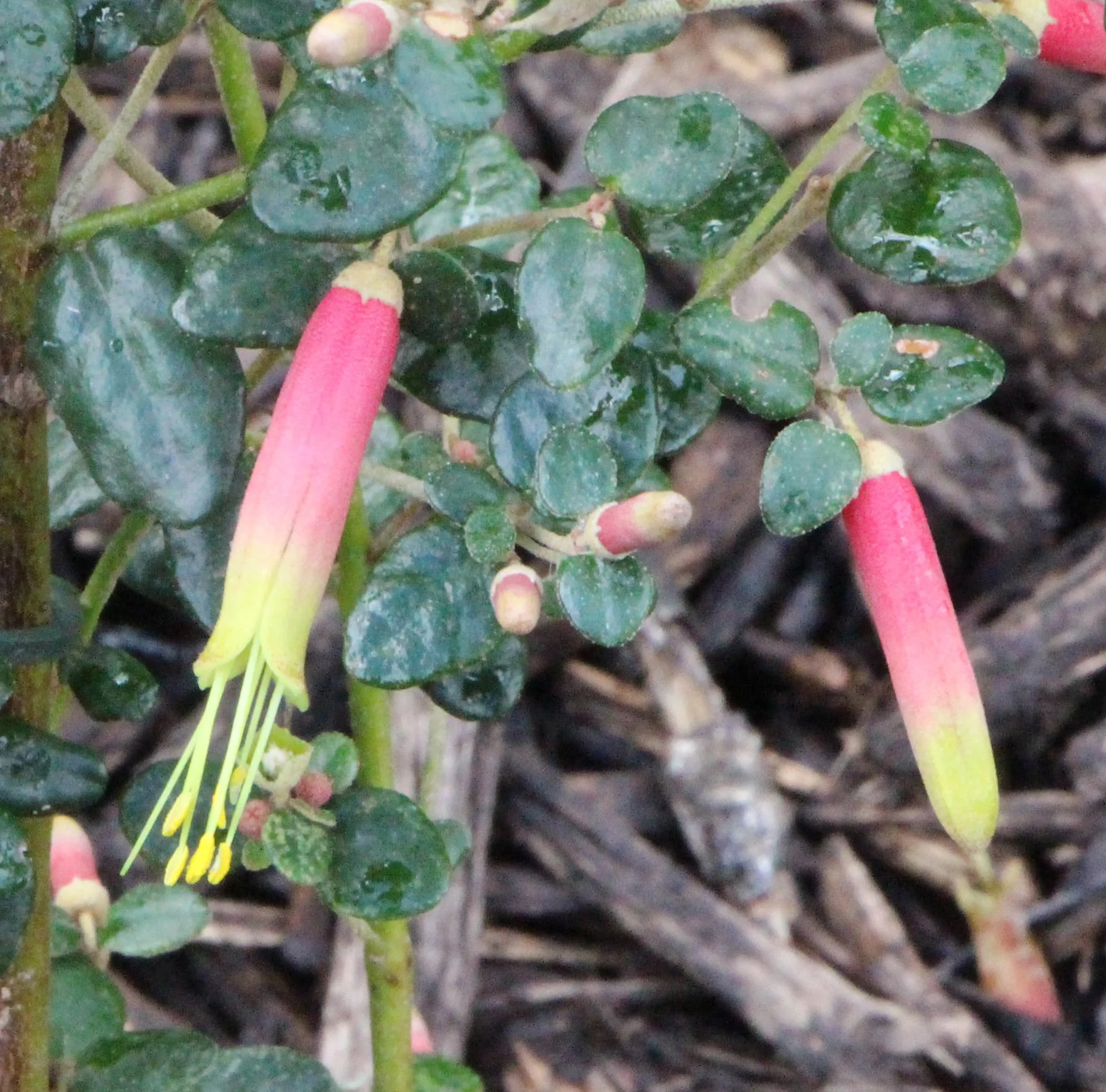 March — Walcott Garden