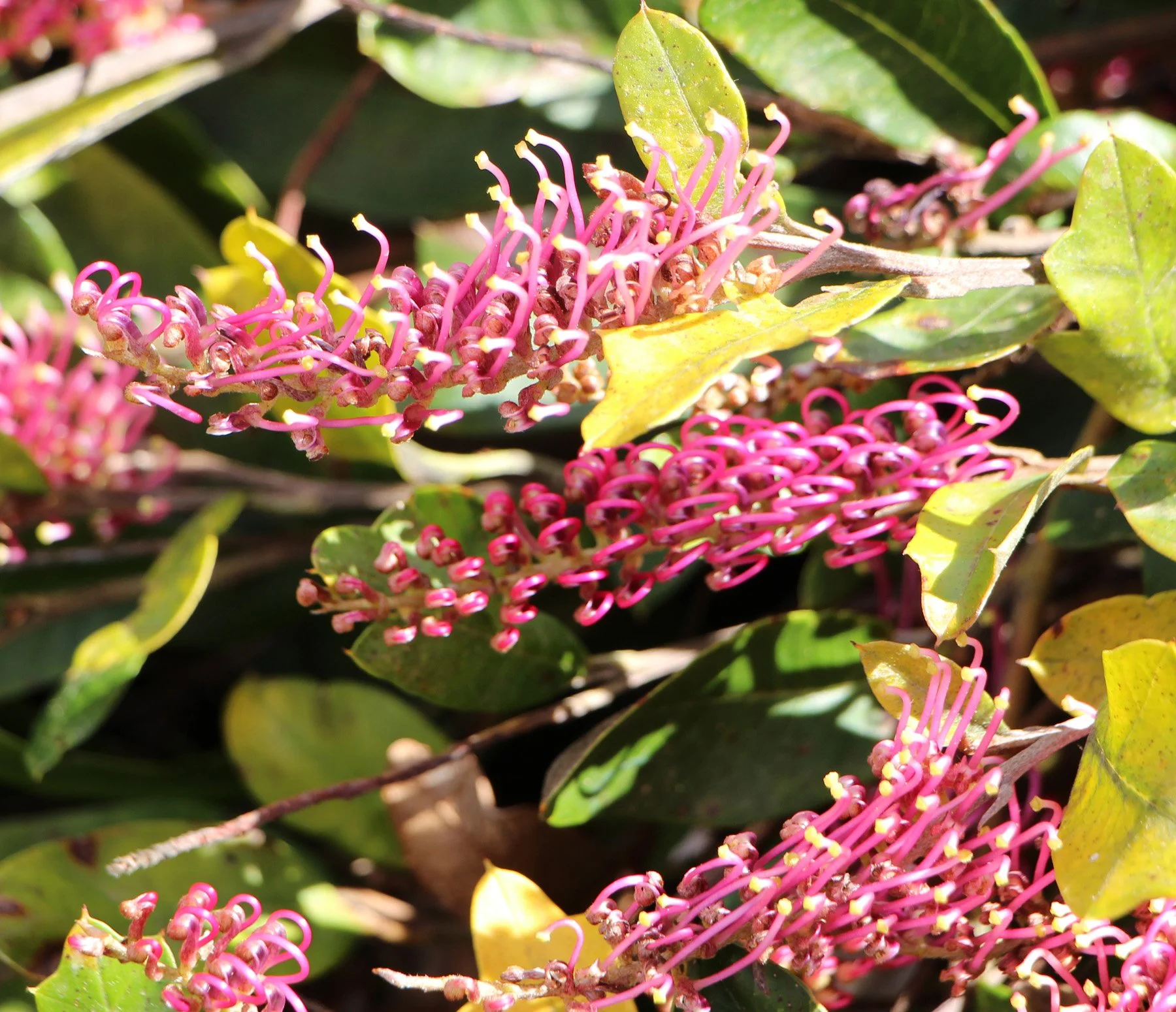 Grevilleas — Walcott Garden