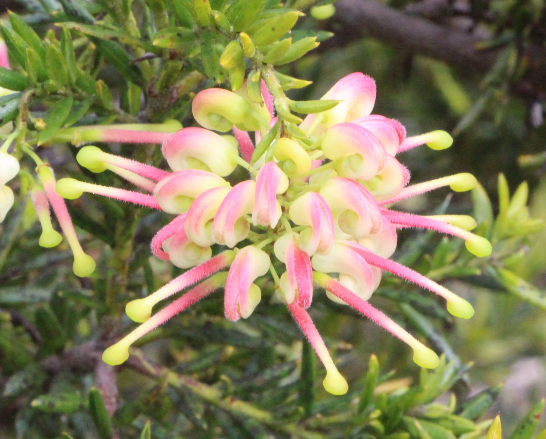 Grevilleas — Walcott Garden