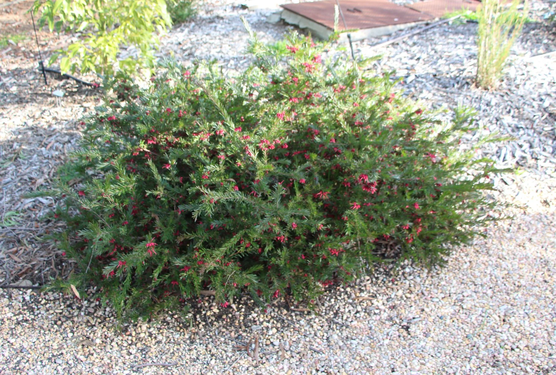 Grevilleas — Walcott Garden