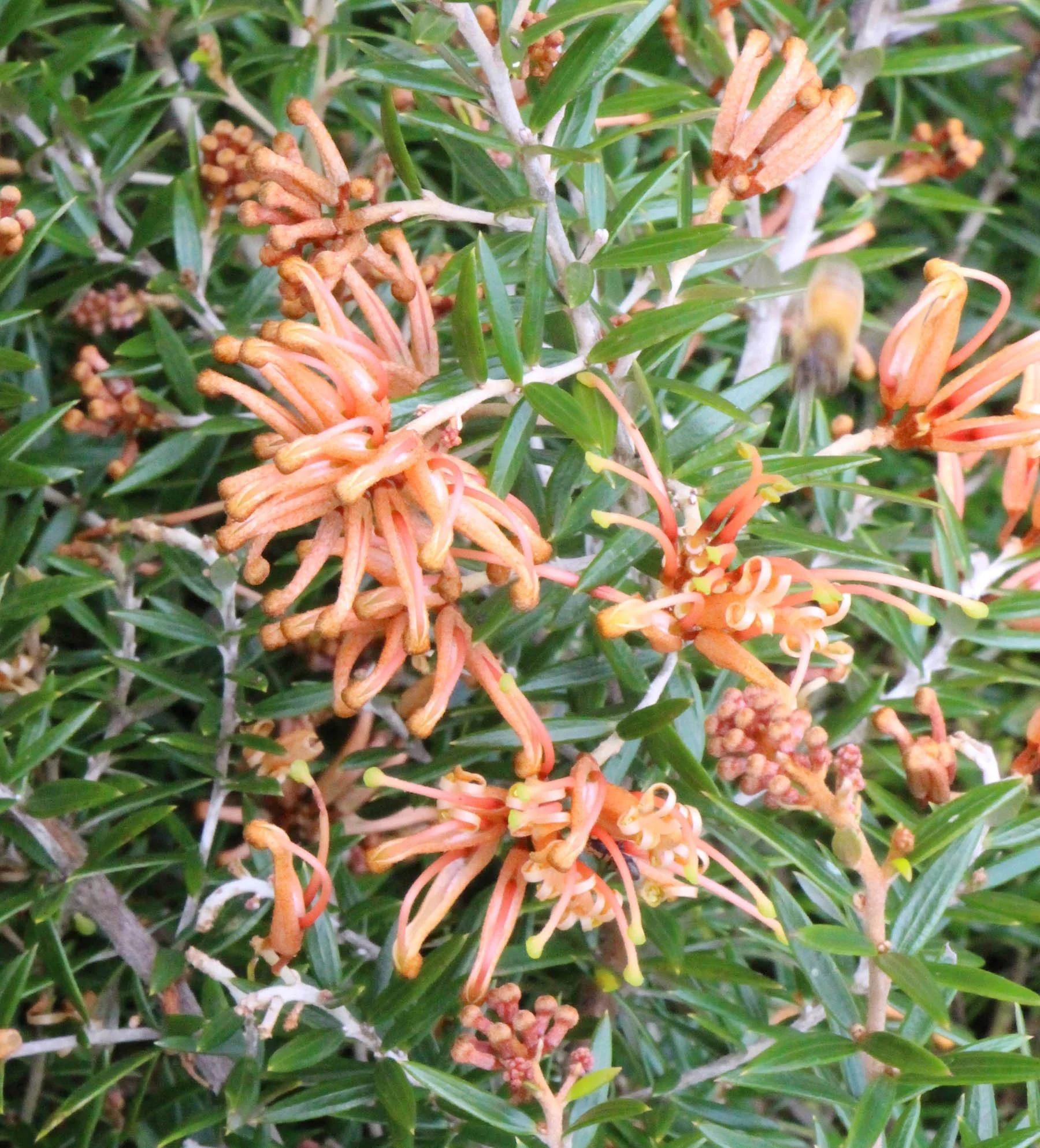 Grevilleas — Walcott Garden