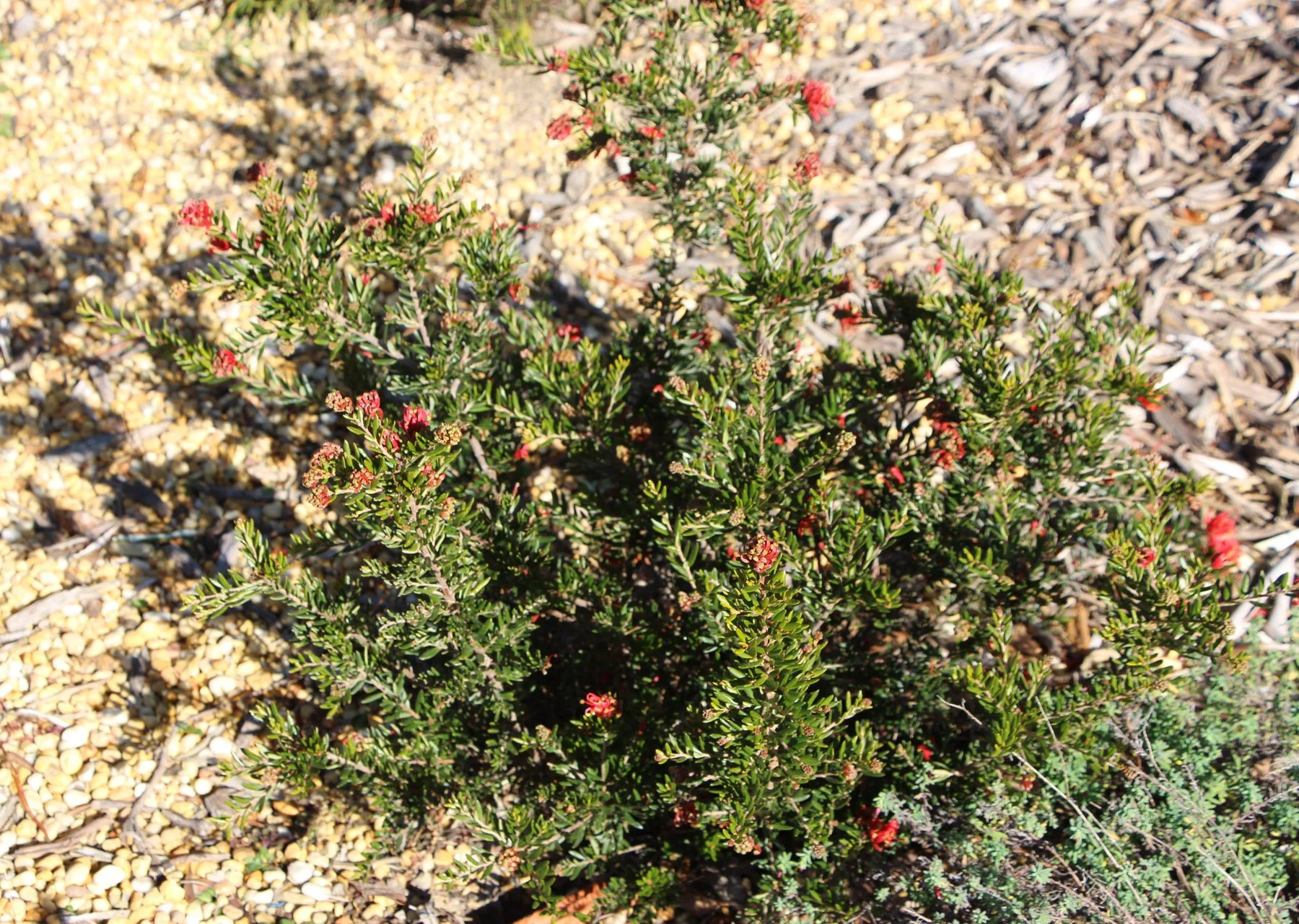 Grevilleas — Walcott Garden