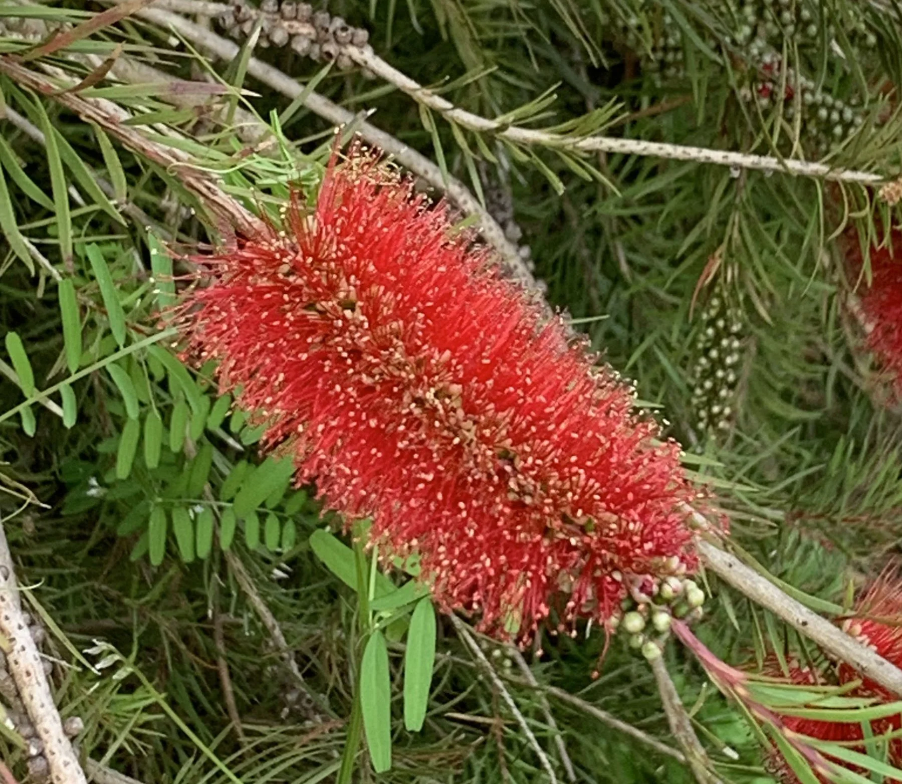 Callistemons — Walcott Garden