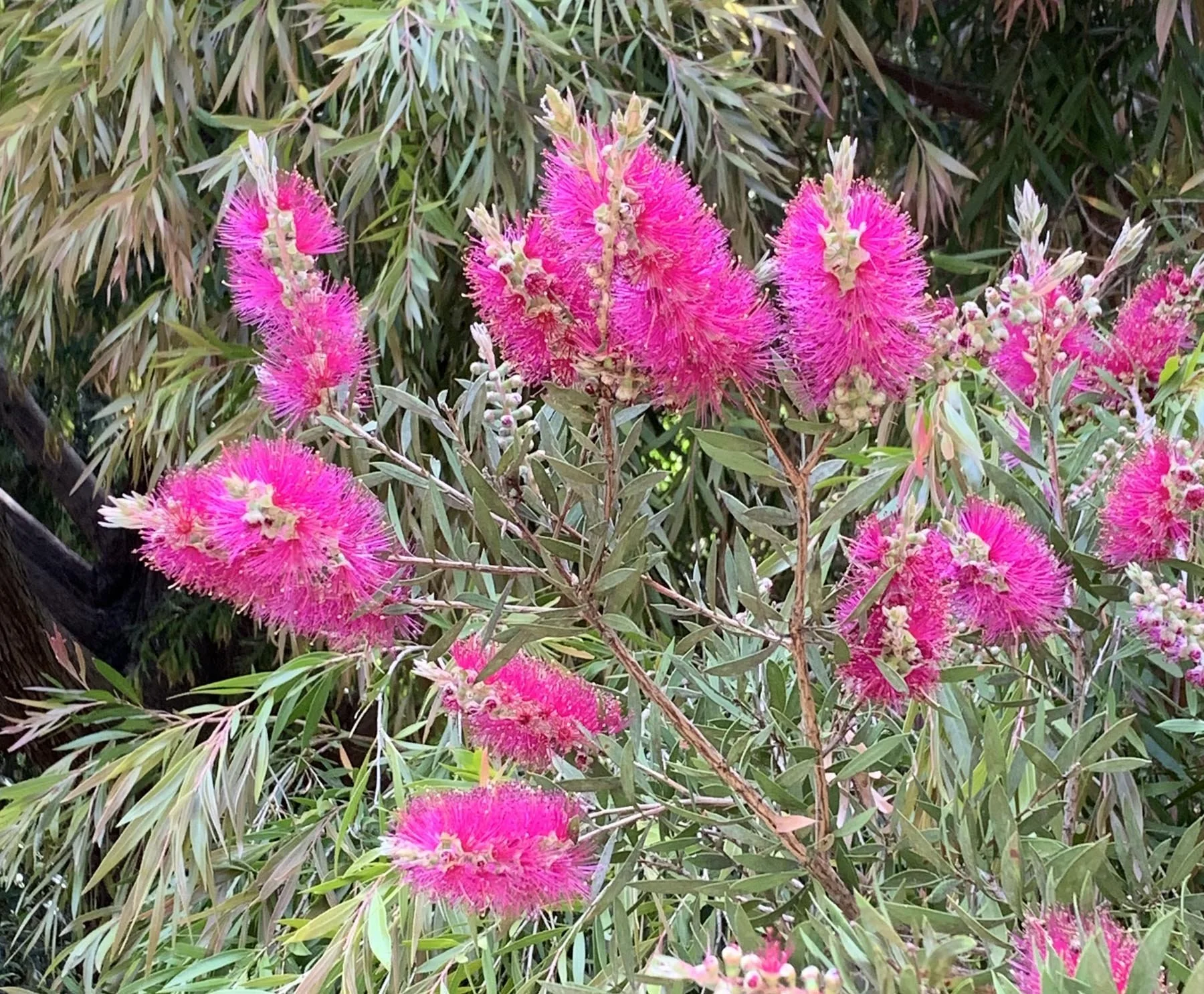 Callistemons — Walcott Garden